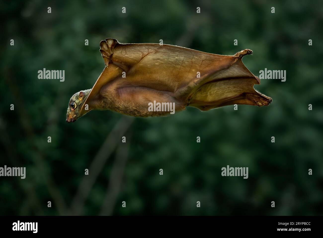 Colugo Flying