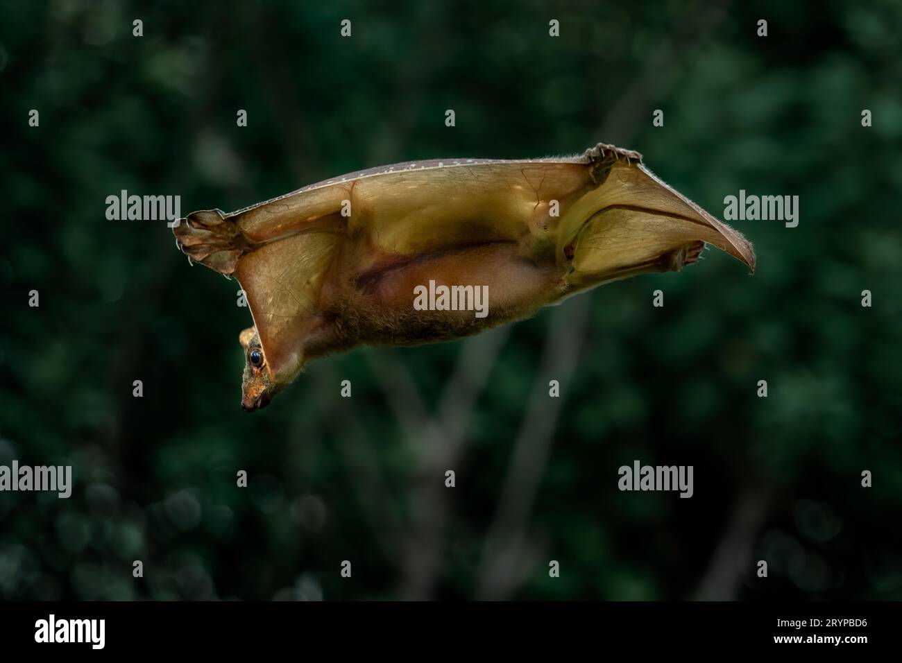 Leaping lemur. SERANG, INDONESIA: INCREDIBLY RARE images show a ...