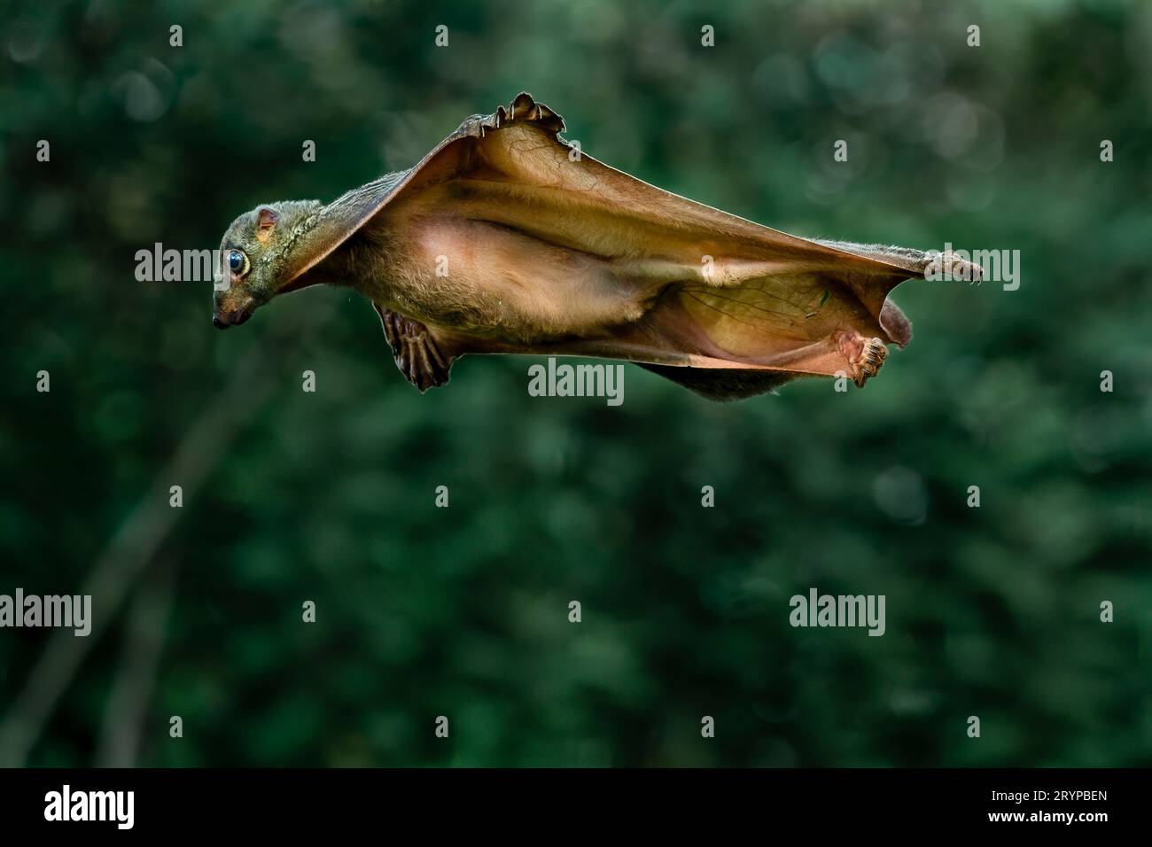 Flying lemur. SERANG, INDONESIA: INCREDIBLY RARE images show a cleverly ...