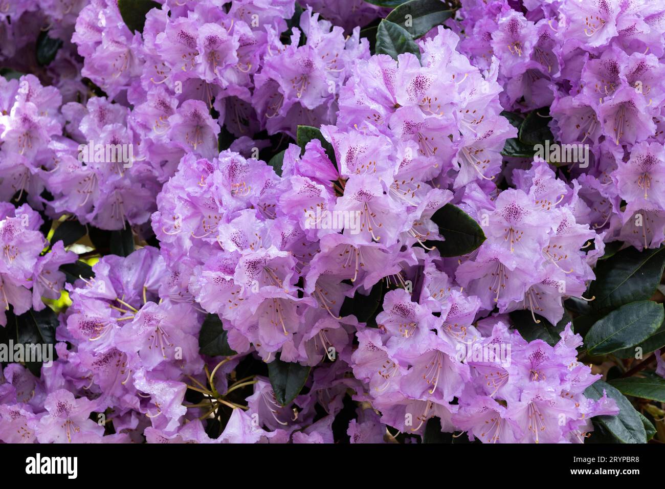 Lavender rhododendron hi-res stock photography and images - Alamy