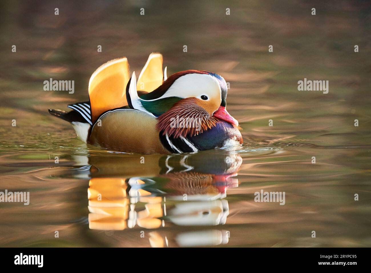 Mandarin Duck (Aix galericulata), drake on water. Germany Stock Photo ...