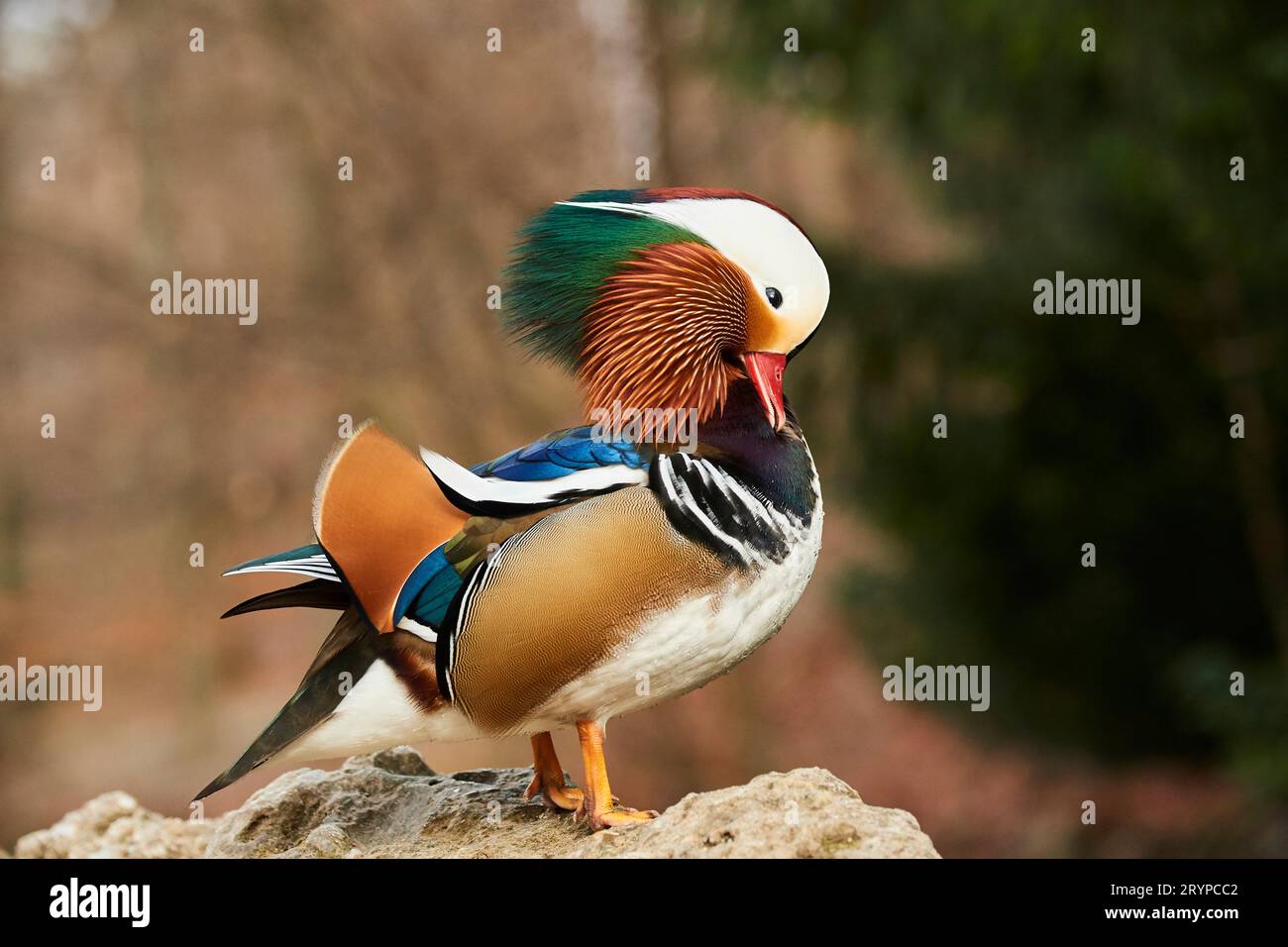 Mandarin Duck (Aix galericulata). Drake standing on a rock, preening ...
