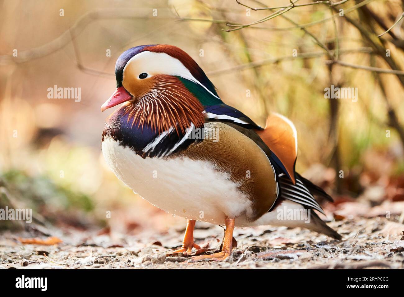 Mandarin Duck (Aix galericulata). Drake standing. Germany Stock Photo ...