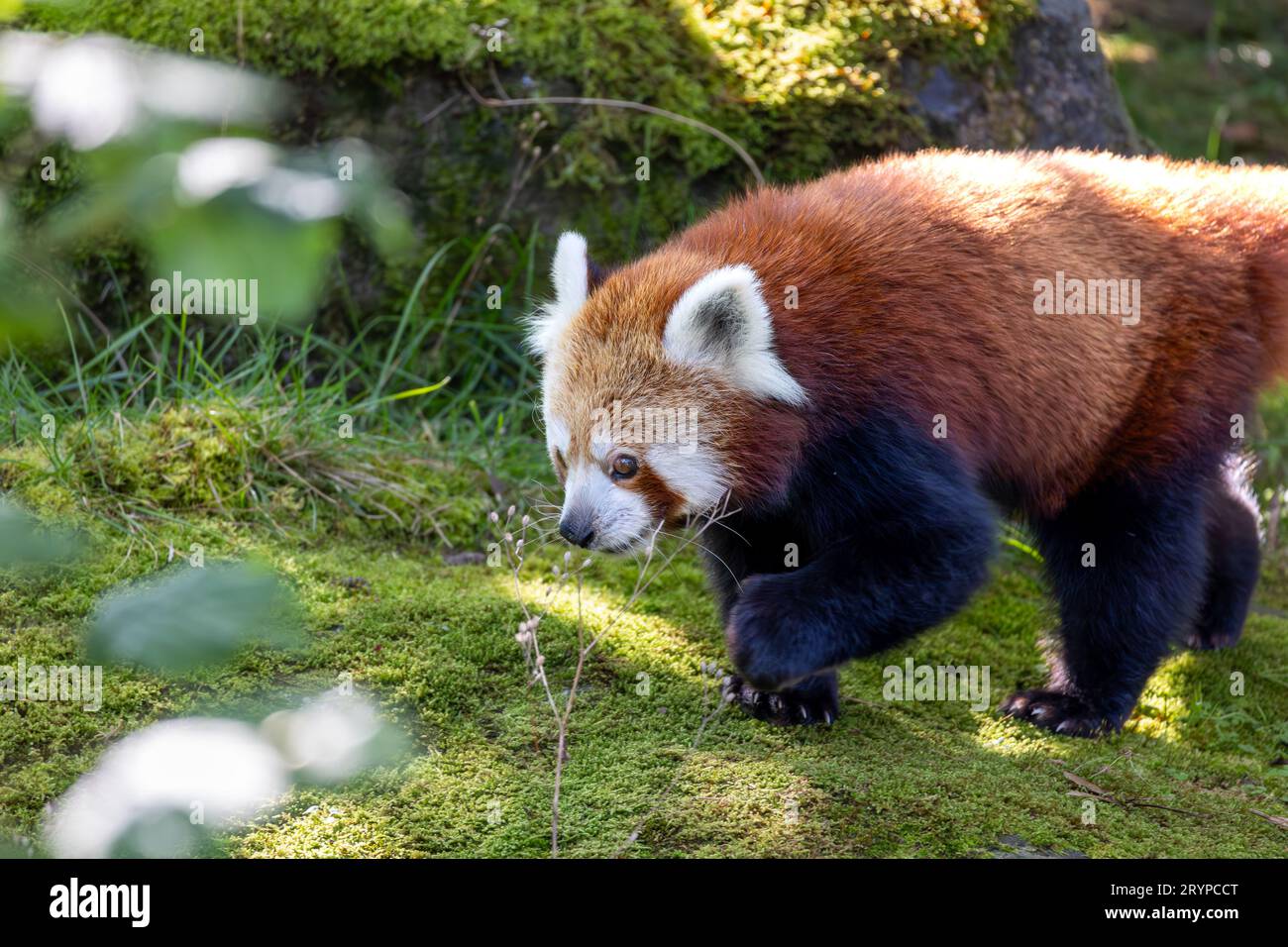 Western red panda (Ailurus fulgens fulgens), also known as the Nepalese ...
