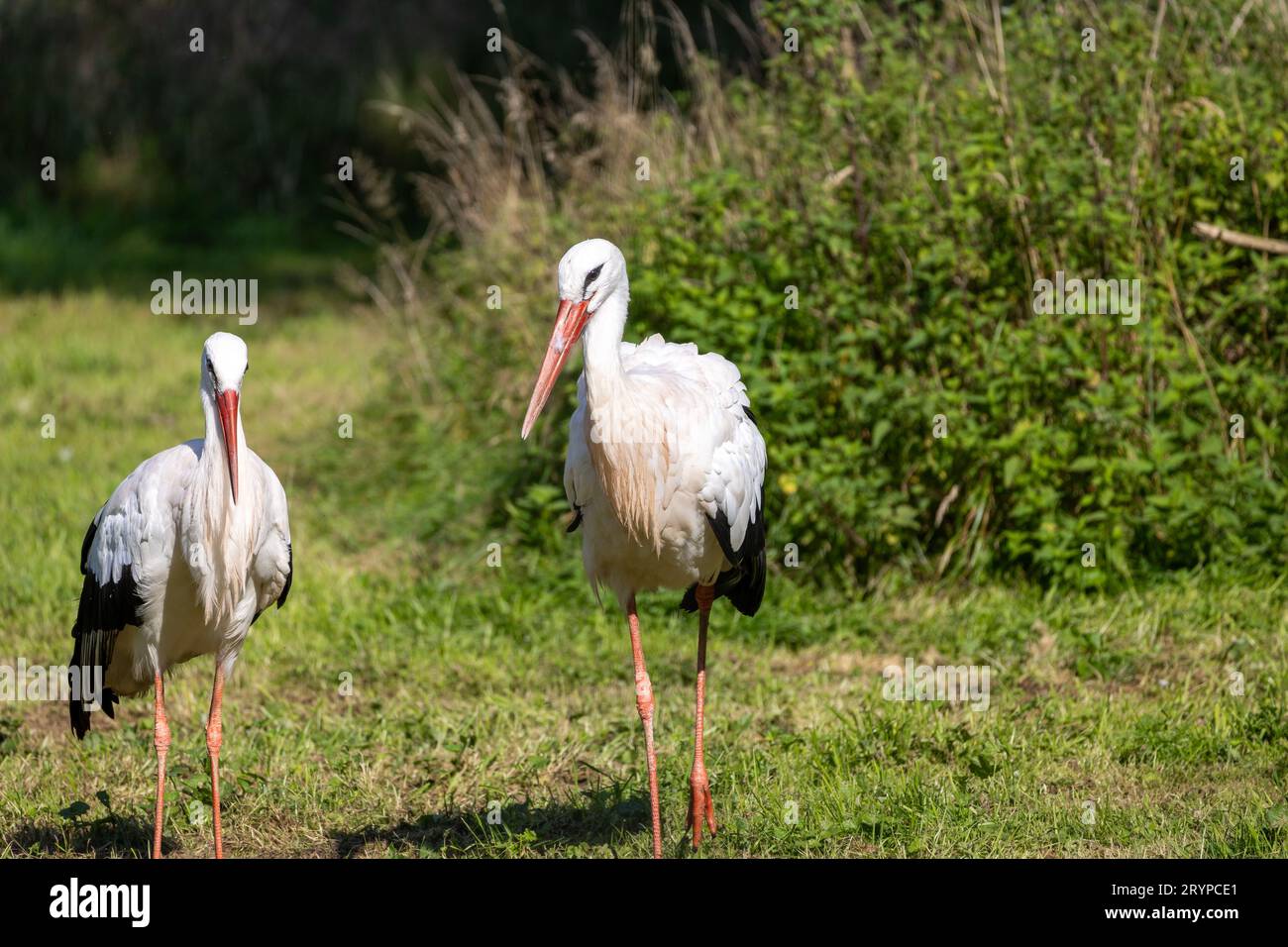 Graceful plumes hi-res stock photography and images - Alamy