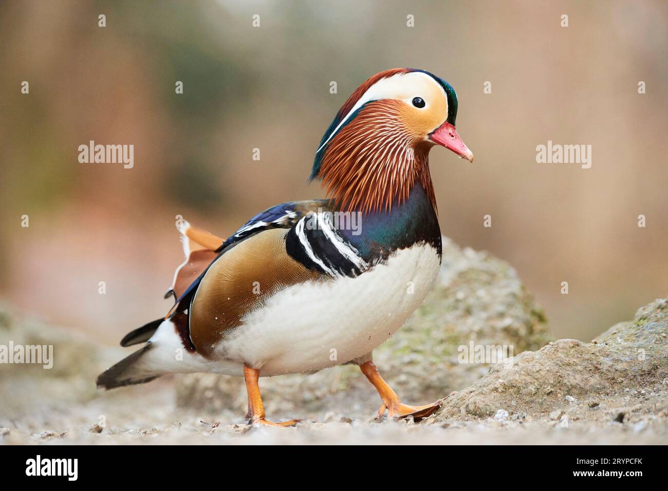 Mandarin Duck (Aix galericulata). Drake walking. Germany Stock Photo ...