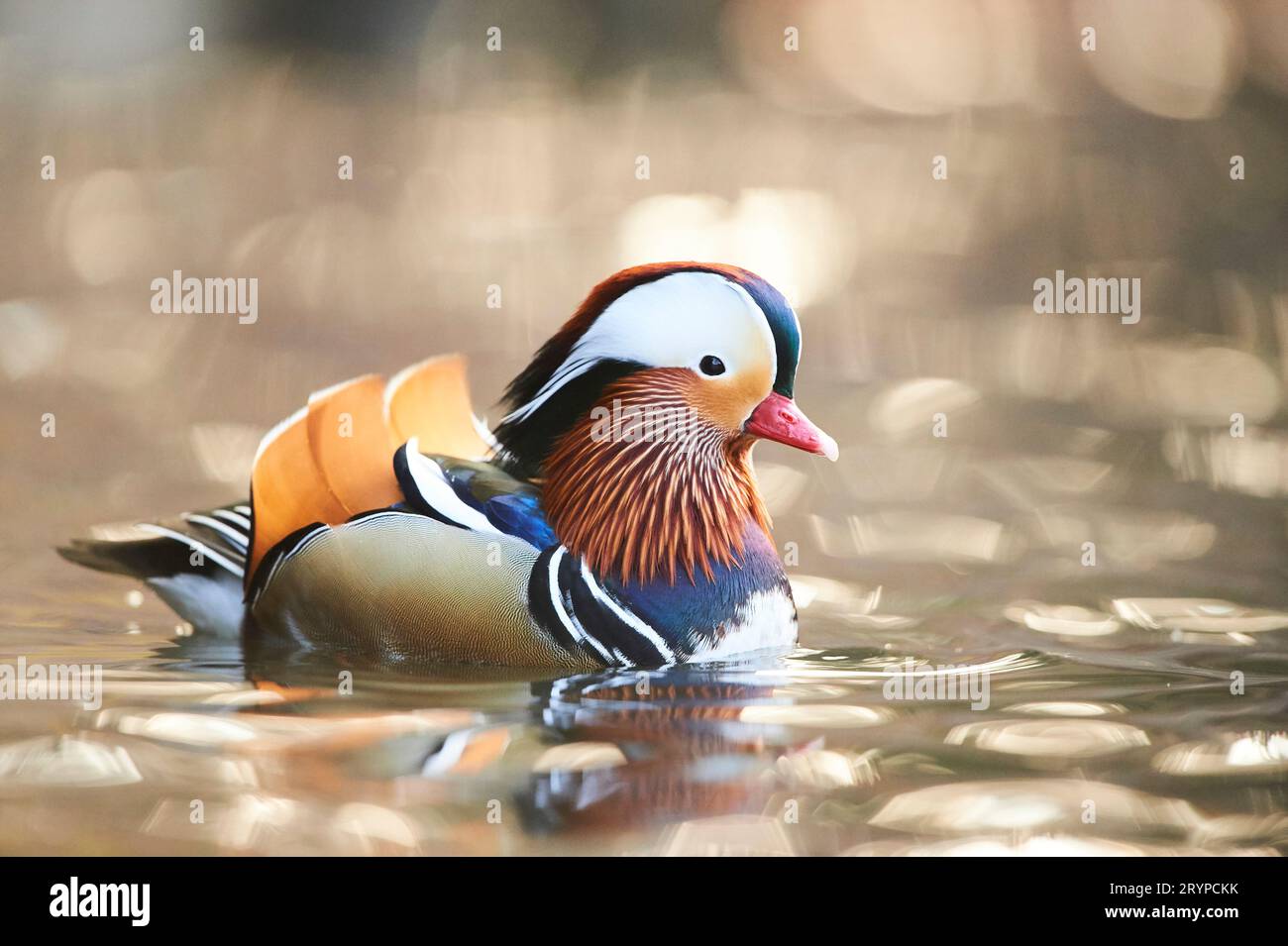 Mandarin Duck (Aix galericulata), drake on water. Germany Stock Photo ...