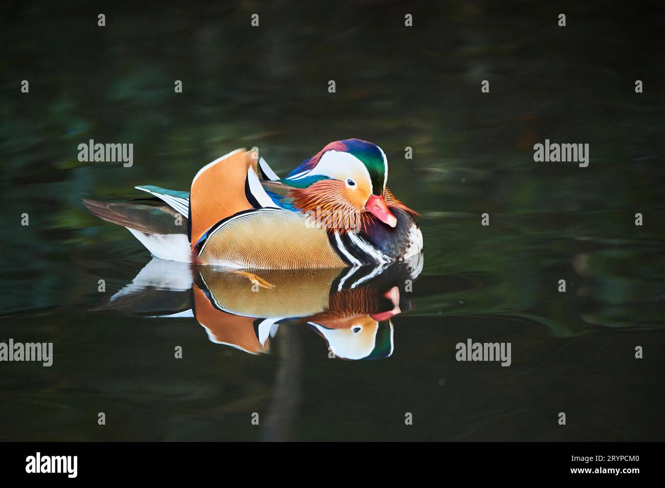 Mandarin Duck (Aix galericulata), drake on water. Germany Stock Photo ...
