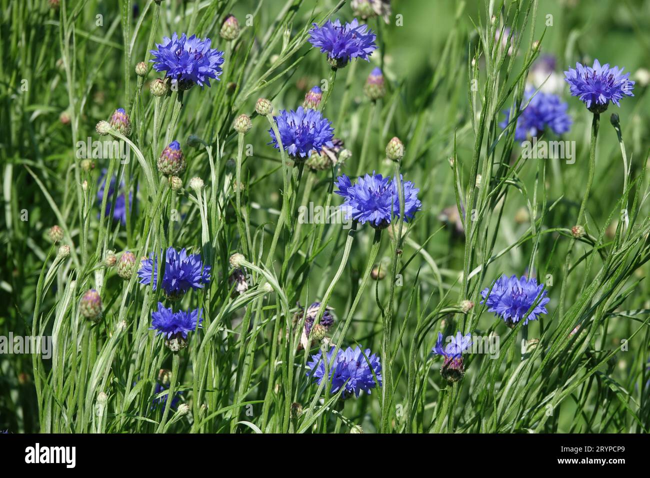 Centaurea cyanus, corn flower Stock Photo - Alamy