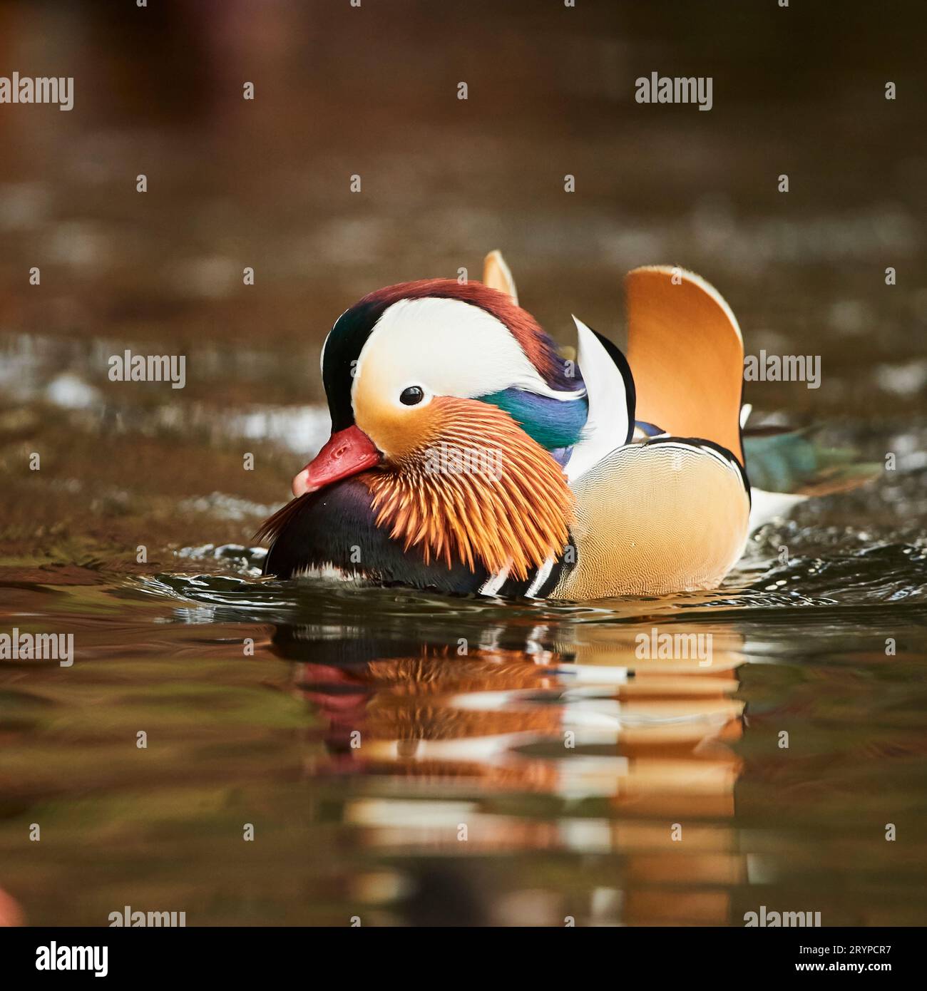 Mandarin Duck (Aix galericulata), drake on water. Germany Stock Photo ...
