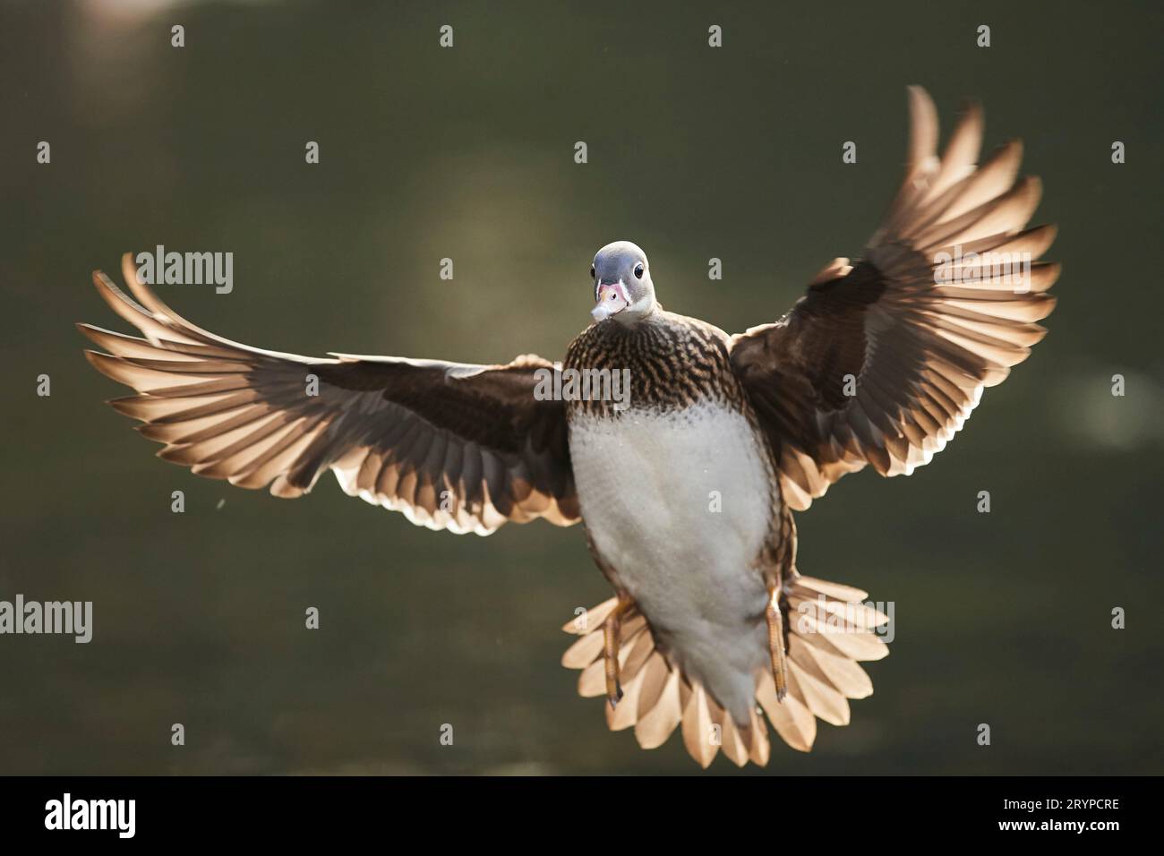 Mandarin Duck (Aix galericulata). Female in flight. Germany Stock Photo ...