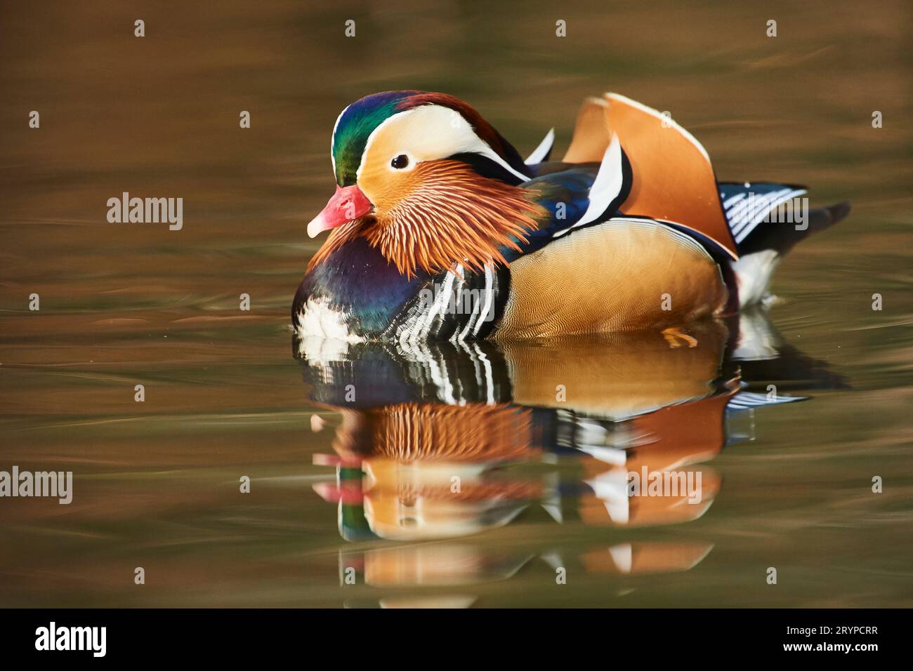 Mandarin Duck (Aix galericulata), drake on water. Germany Stock Photo ...