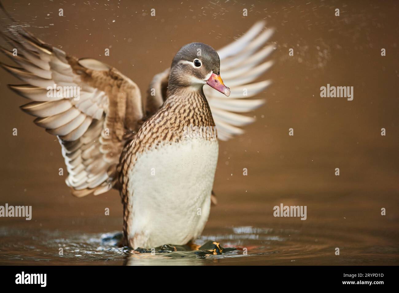 Mandarin Duck (Aix galericulata). Female on water, flapping its wings ...