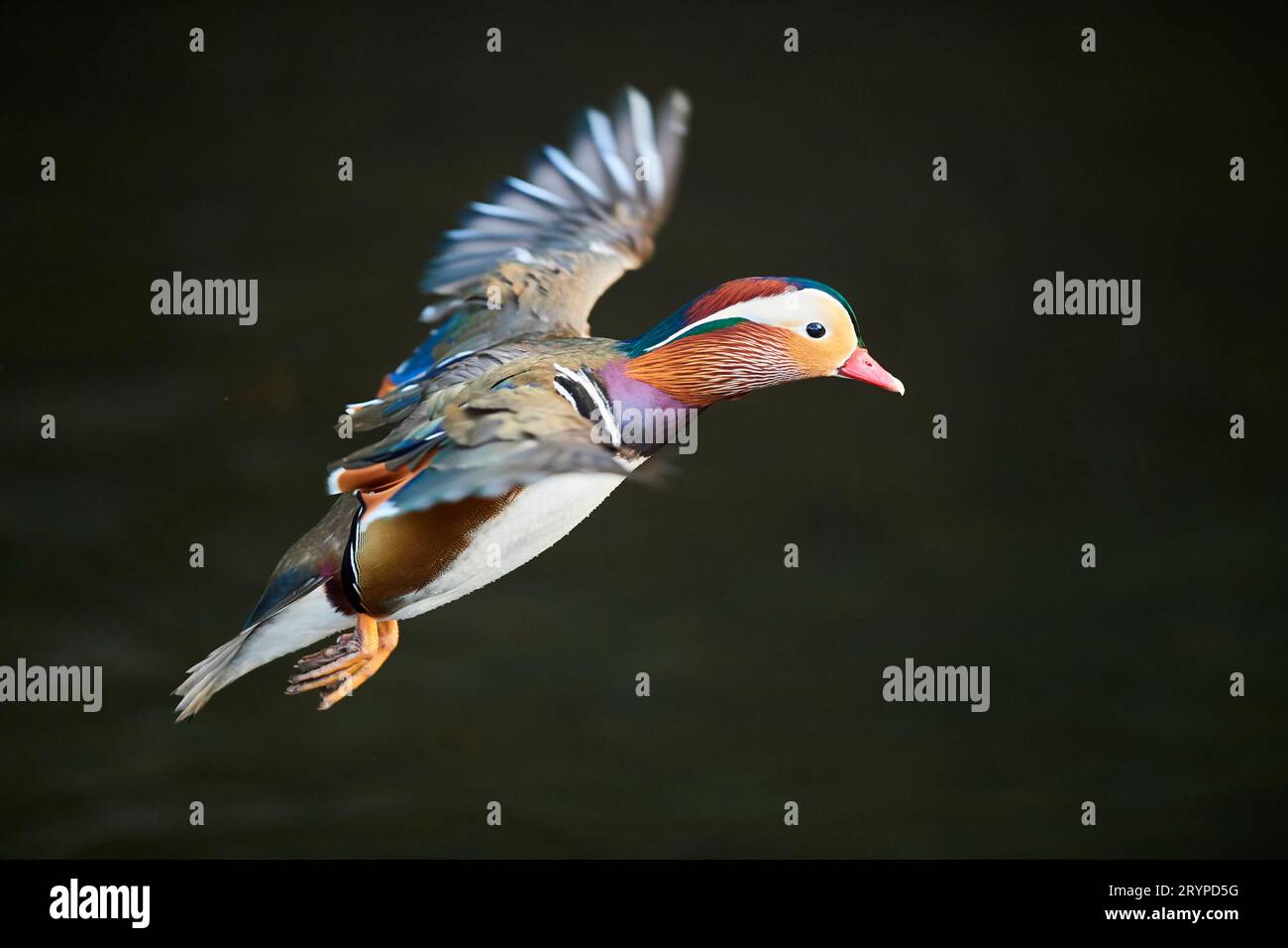Mandarin Duck (Aix galericulata). Drake in flight. Germany Stock Photo ...