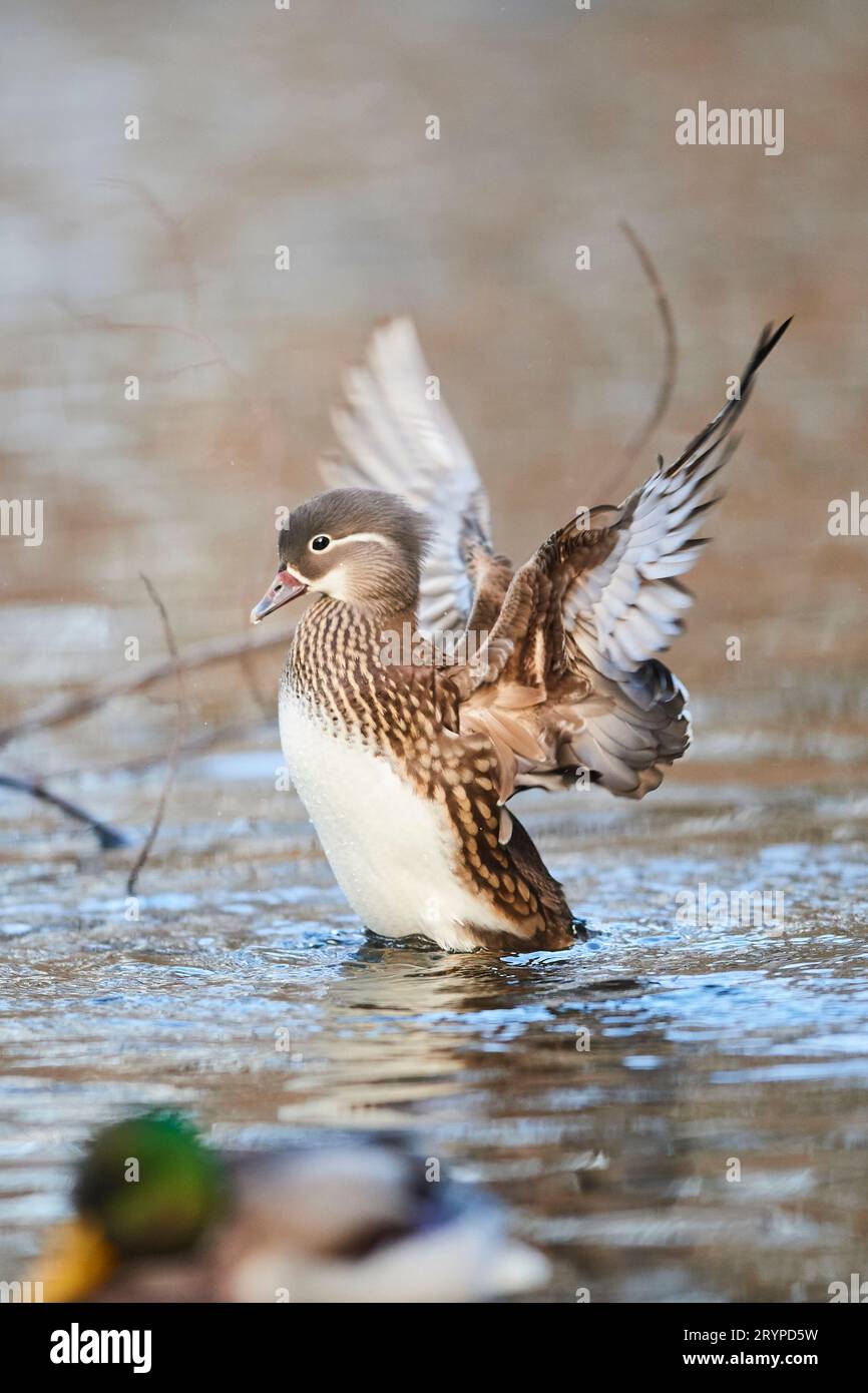 Mandarin Duck (Aix galericulata). Female on water, flapping its wings ...