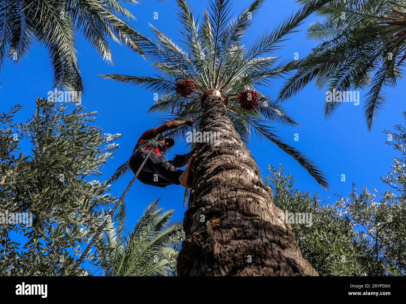 Middle East news.Season of red dates in Gaza Palestinians pick red ...