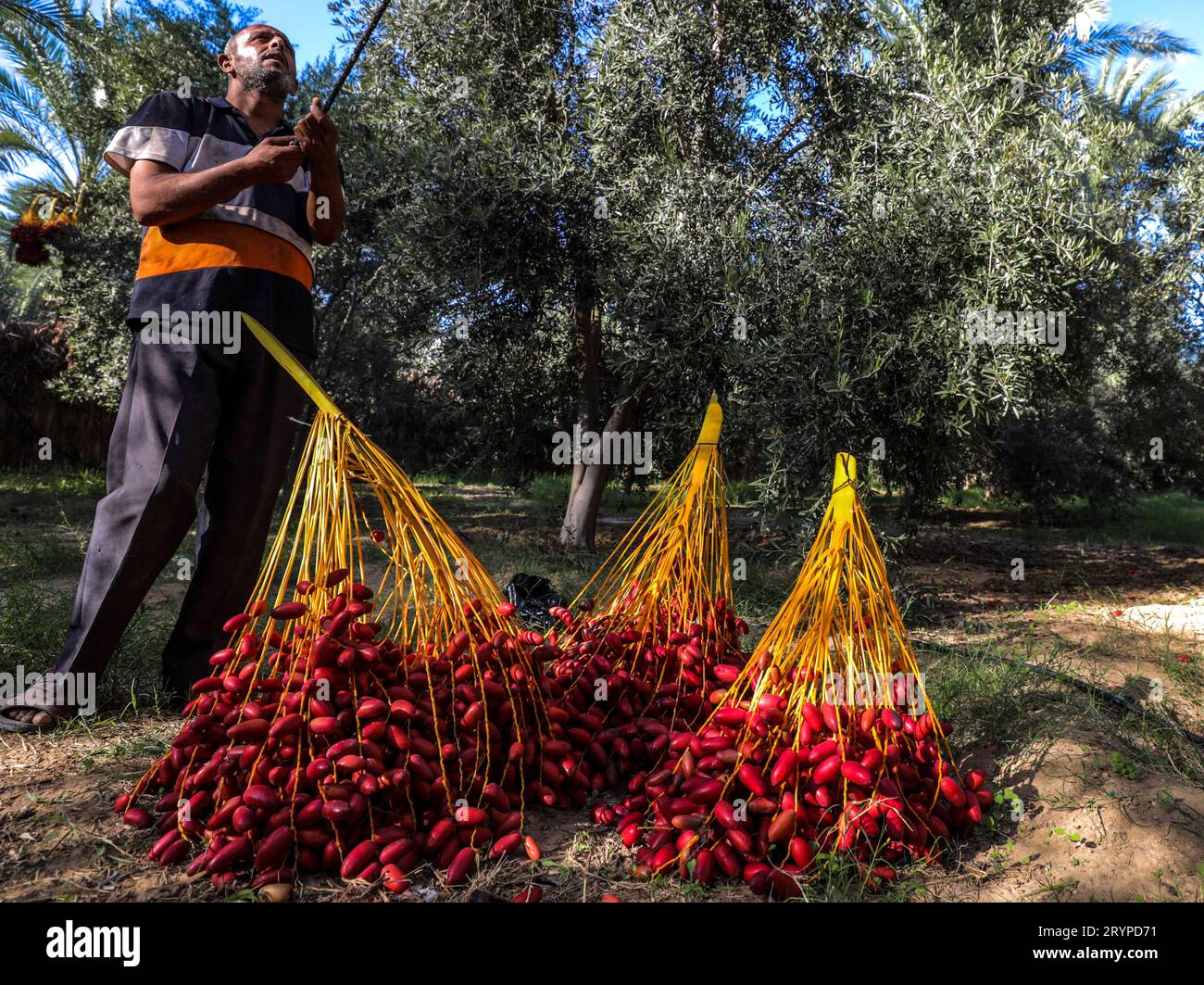 Middle East news.Season of red dates in Gaza Palestinians pick red ...