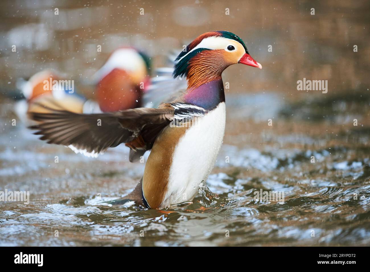 Mandarin Duck (Aix galericulata). Drake on water, flapping its wings ...