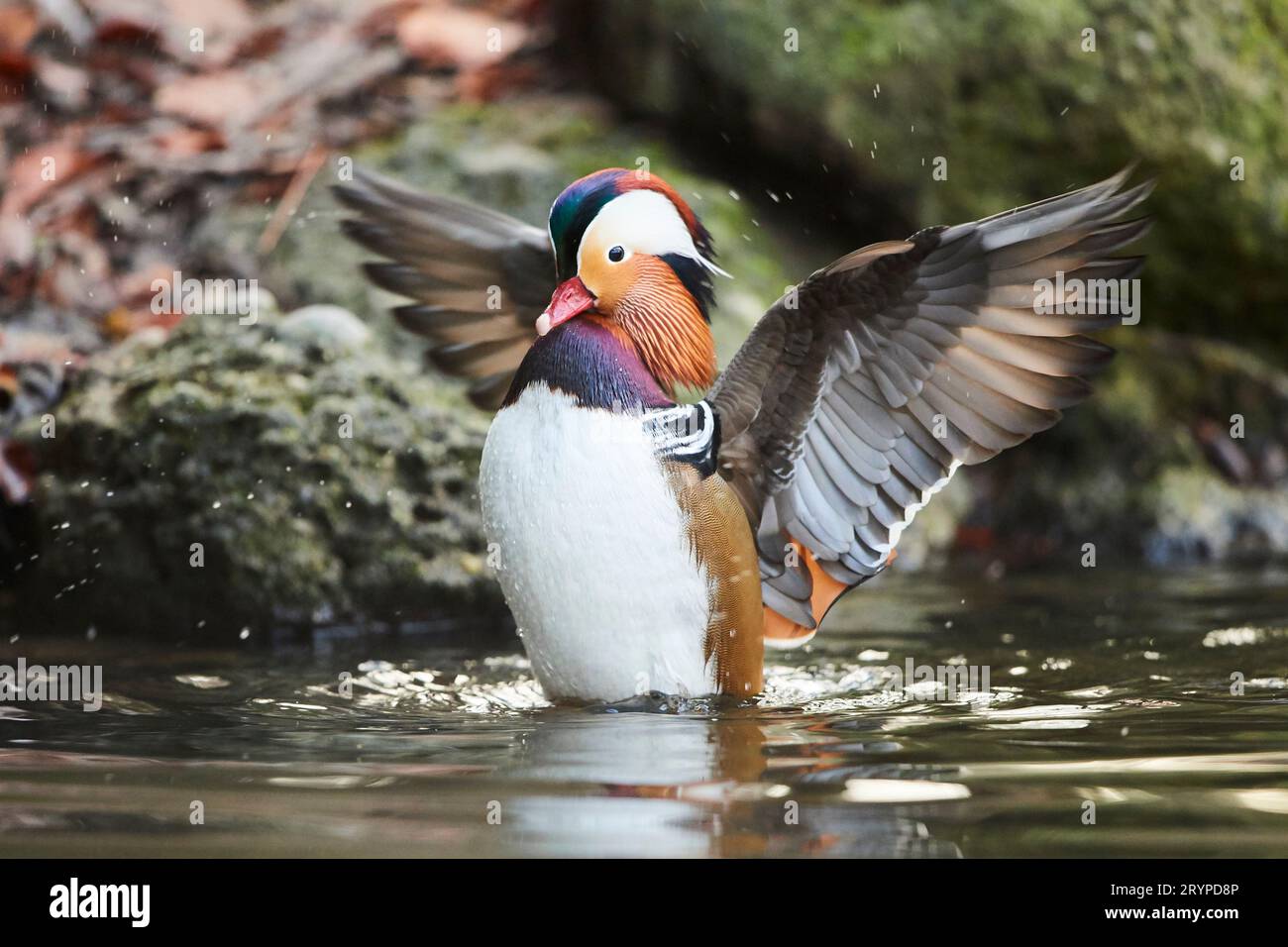 Mandarin Duck (Aix galericulata). Drake on water, flapping its wings ...