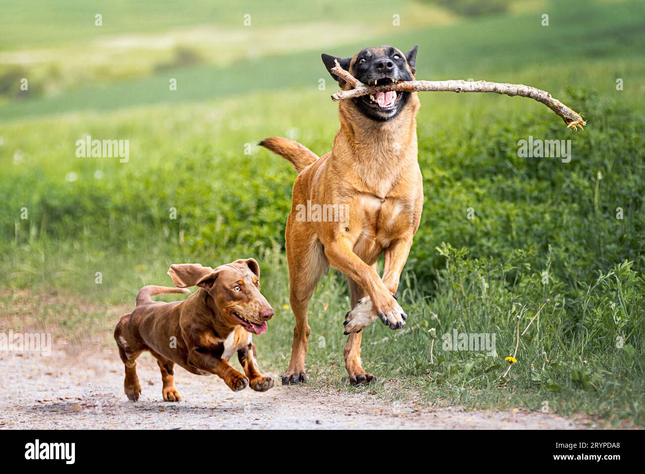 Short-haired brindle Dachshund and Belgian Shepherd. Two adult dogs on ...
