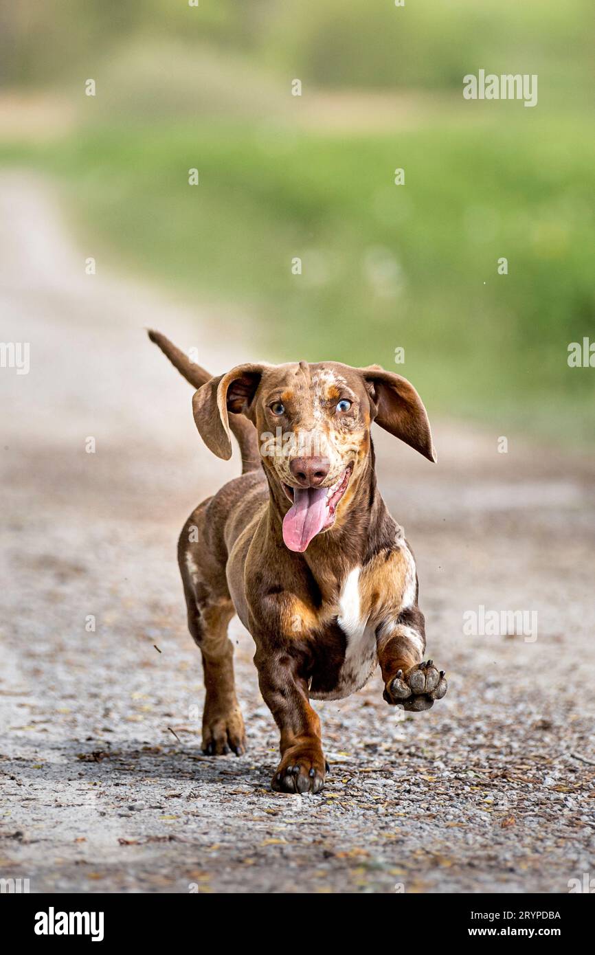 Short-haired brindle Dachshund. Adult male running on a path. Germany ...