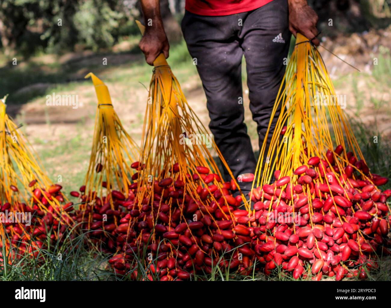 Middle East news.Season of red dates in Gaza Palestinians pick red ...