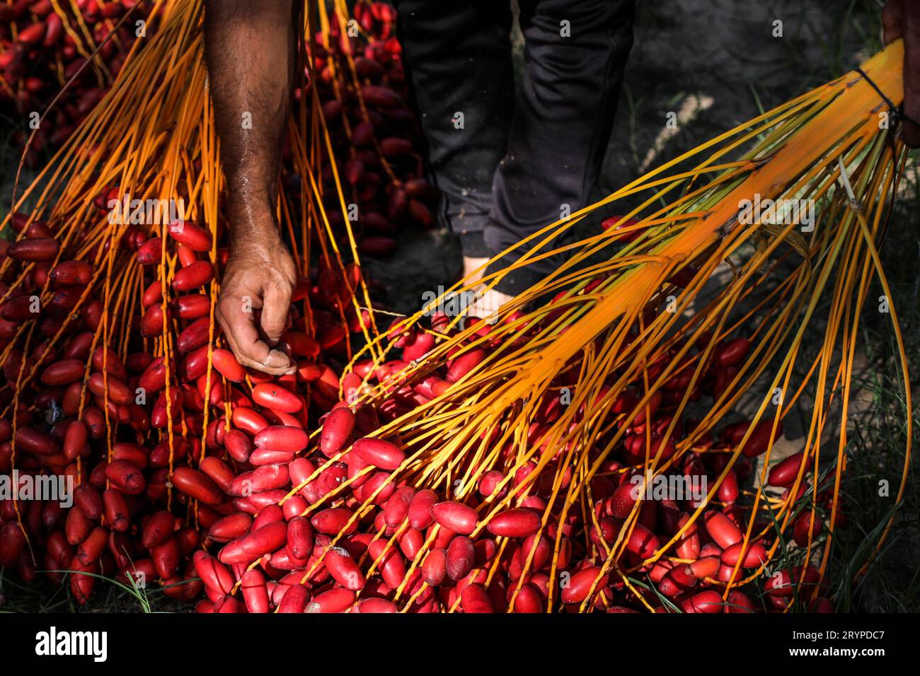 Middle East news.Season of red dates in Gaza Palestinians pick red ...