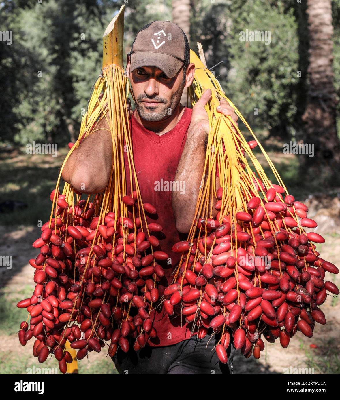 Middle East news.Season of red dates in Gaza Palestinians pick red ...