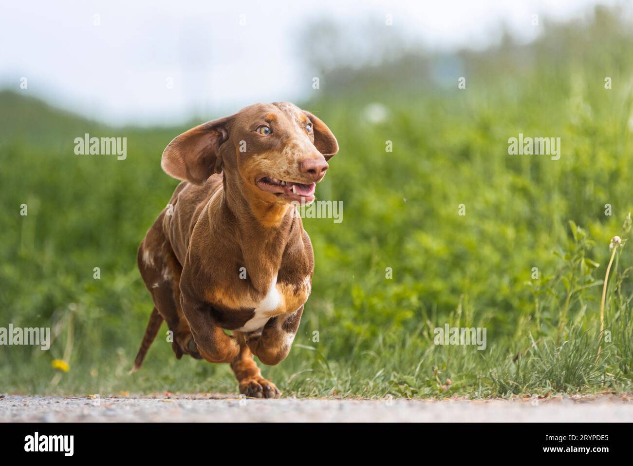 Short-haired brindle Dachshund. Adult male running on a path. Germany ...