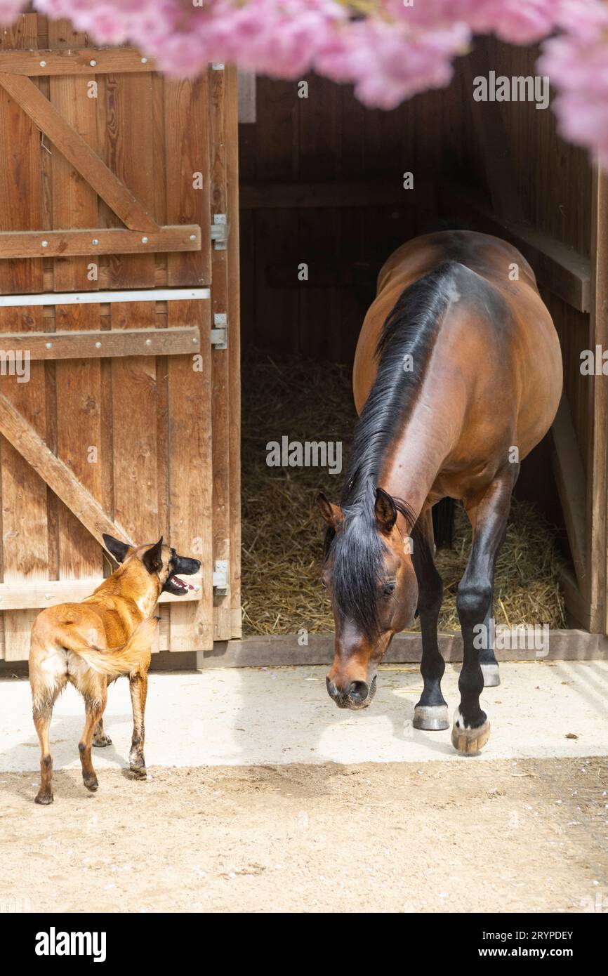 Arabian Horse. Bay stallion looking at Malinois dog standing in front ...