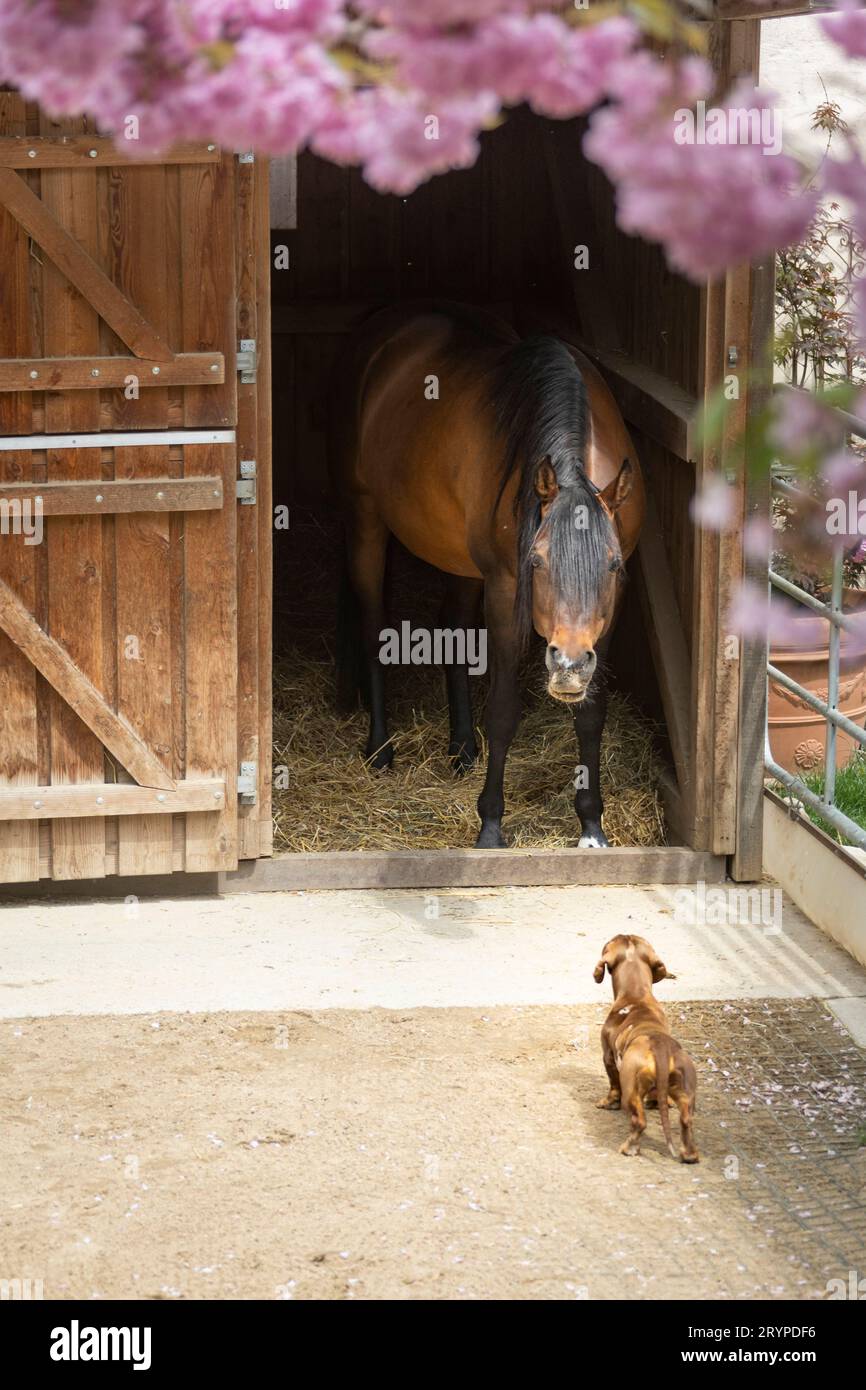 Arabian Horse. Bay stallion looking at Dachshund standing in front of ...