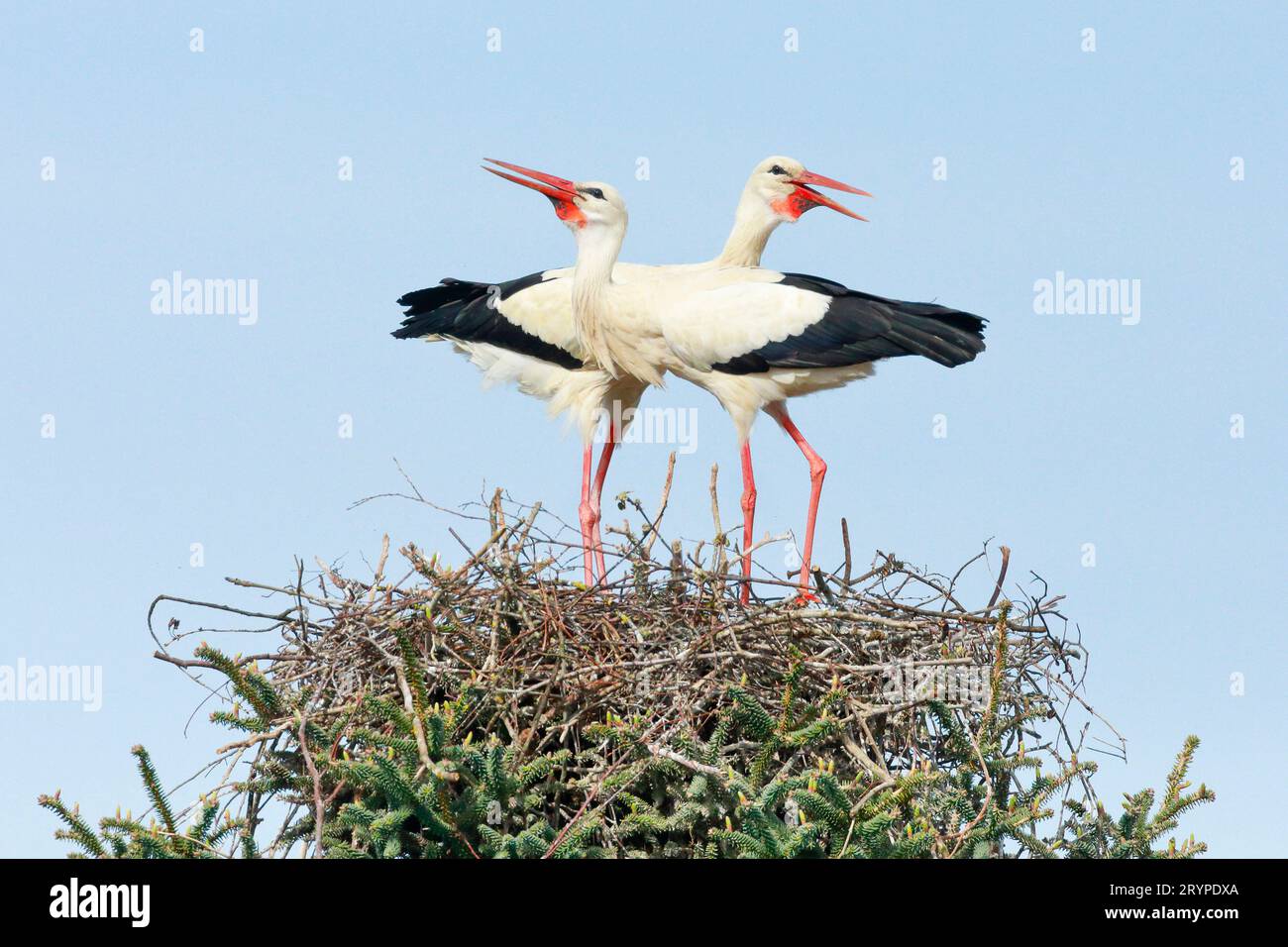 European White Stork (Ciconia ciconia), pair standing on nest while ...