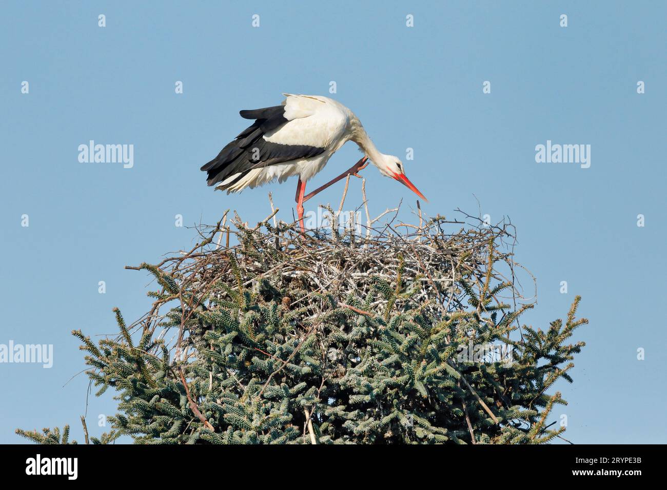 Stork foot hi-res stock photography and images - Alamy