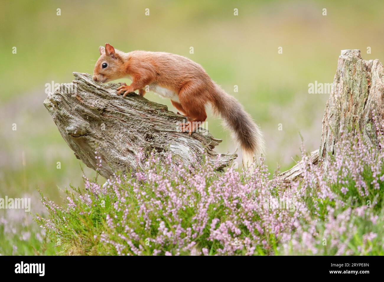 Eurasian Red Squirrel (Sciurus vulgaris) in a dead tree amidst ...