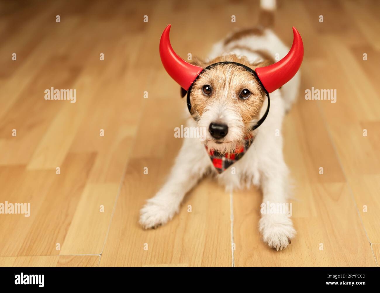 Devil costume hi-res stock photography and images - Alamy