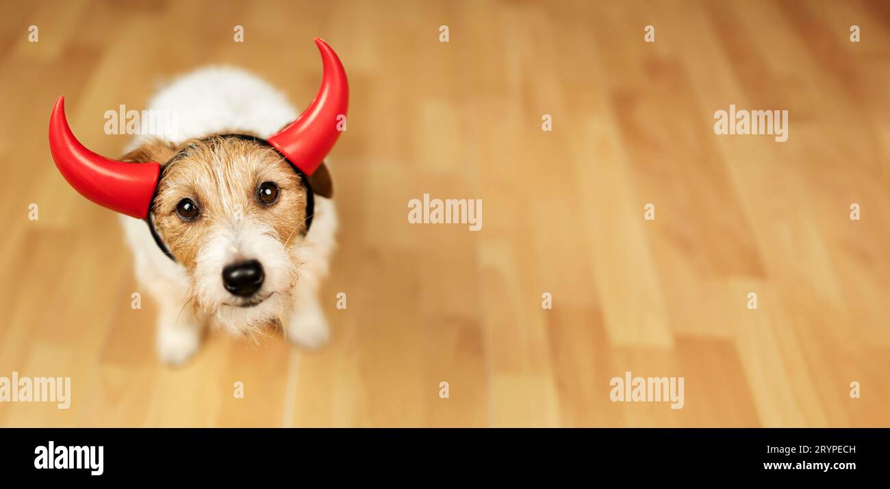 Cute funny happy halloween pet dog in devil costume. Holiday background ...