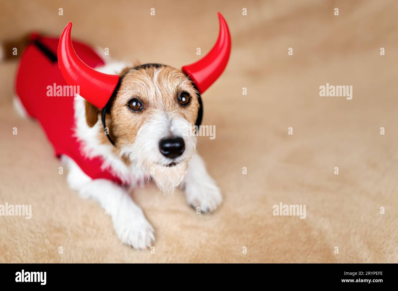 Funny happy halloween party dog in devil costume. Holiday background ...
