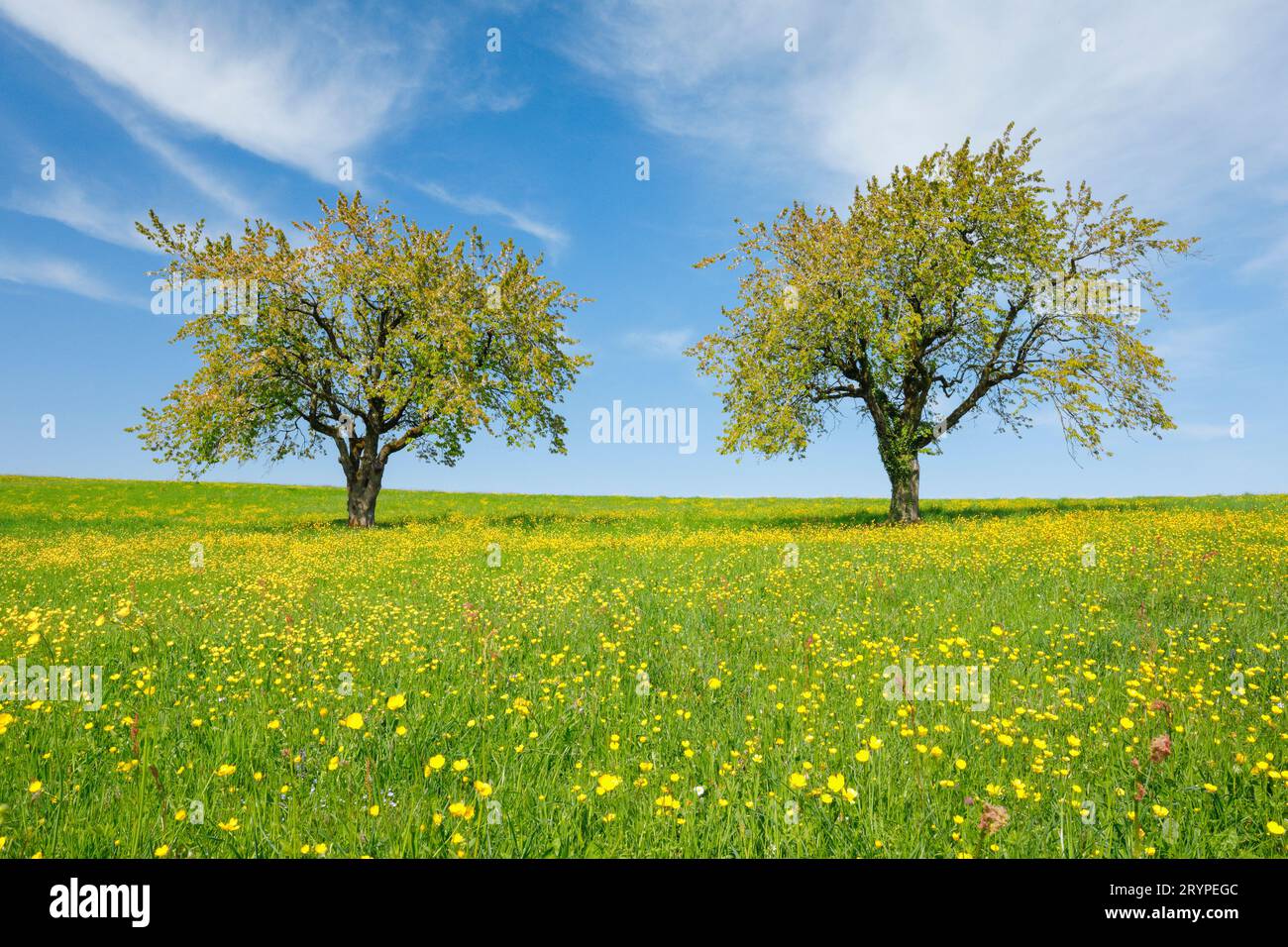Domestic Apple (Malus domestica). Two apple trees on a meadow with ...