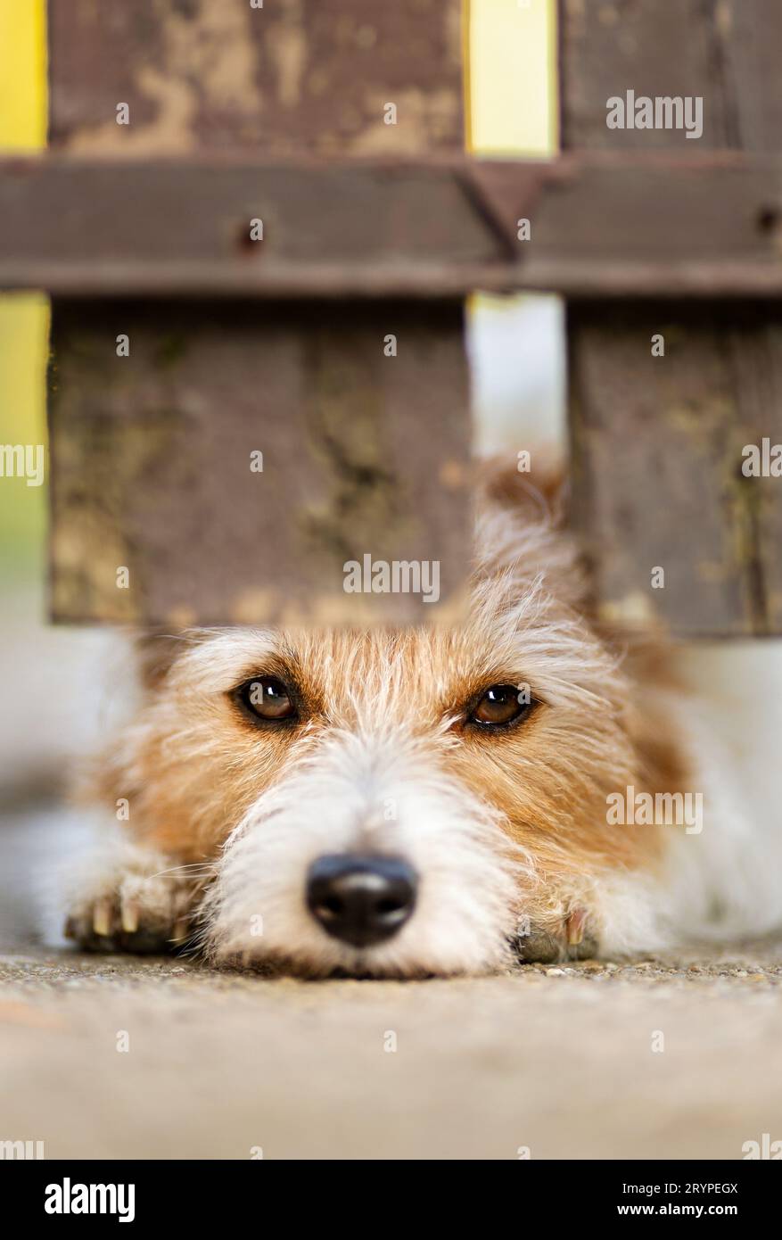 Cute dog looking behind the wooden fence. Dog face, eye and expression ...