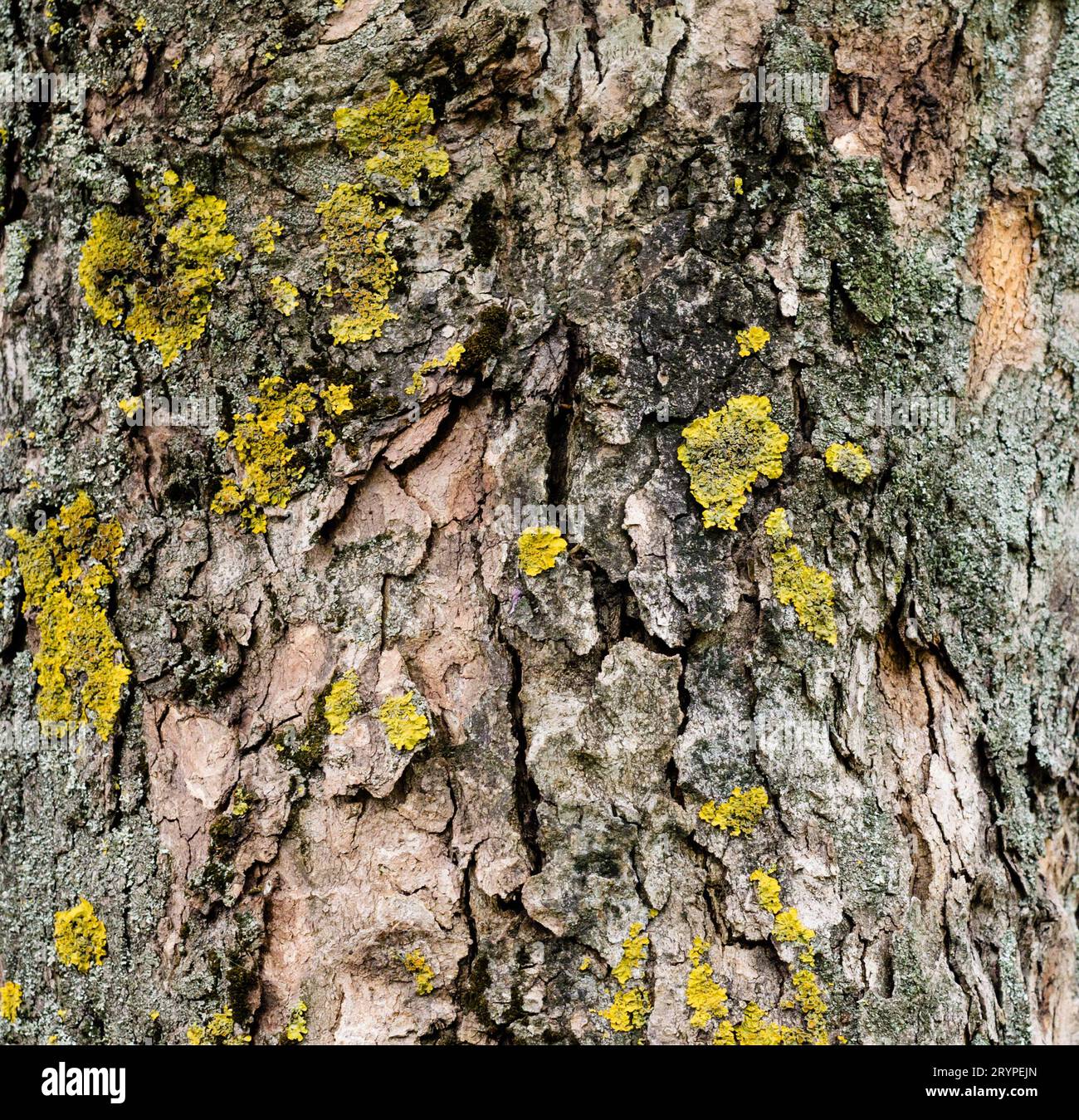 Mossy wood texture hi-res stock photography and images - Alamy