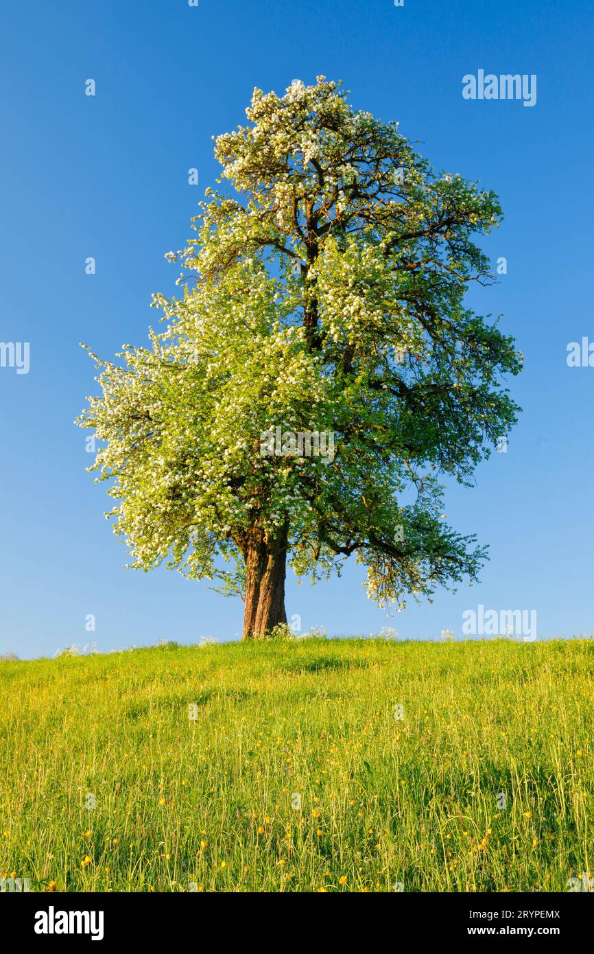 Single blossoming pear tree on flowering meadow in morning light ...