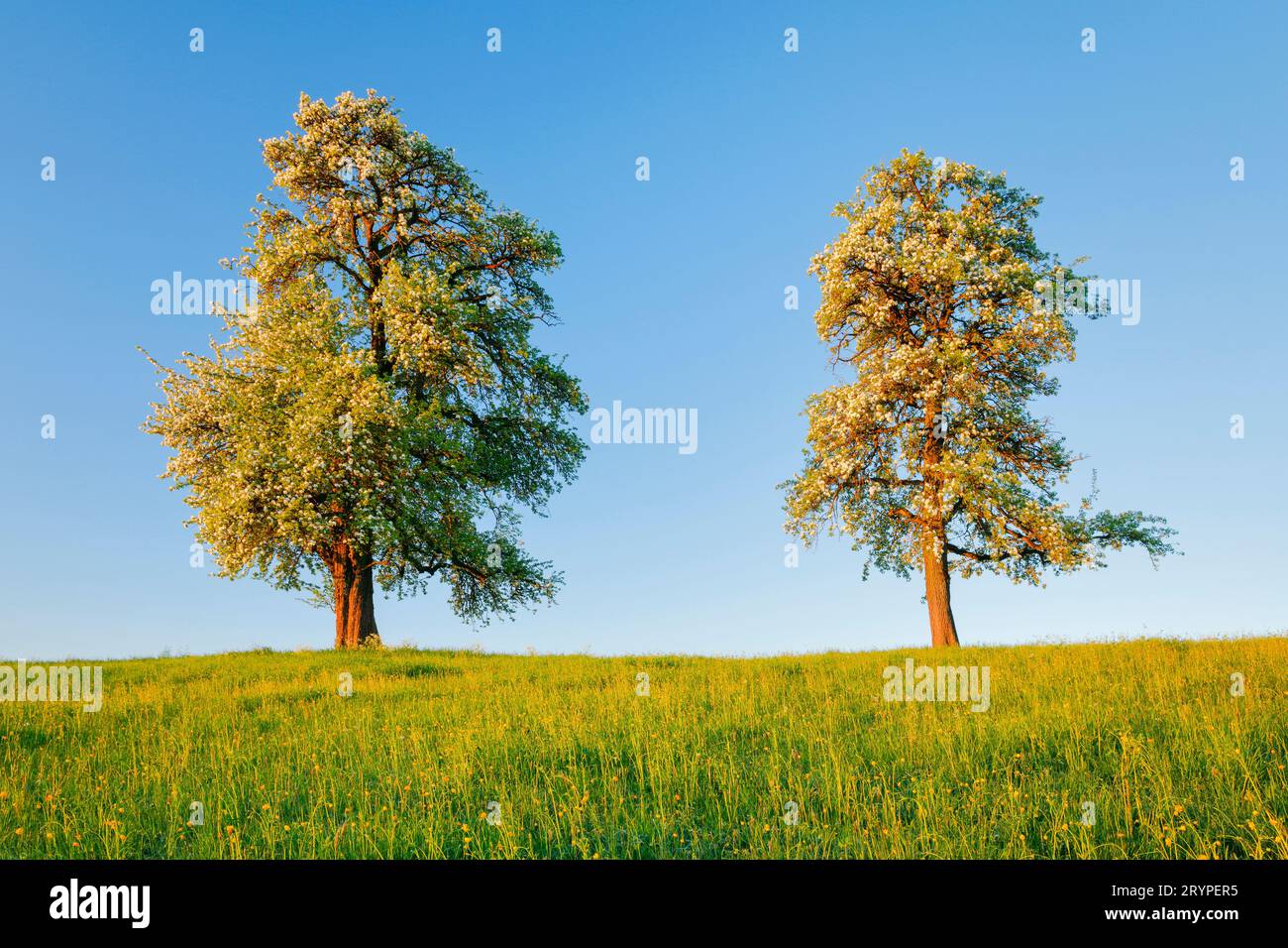 Two free standing and blooming pear trees on flower meadow in morning ...