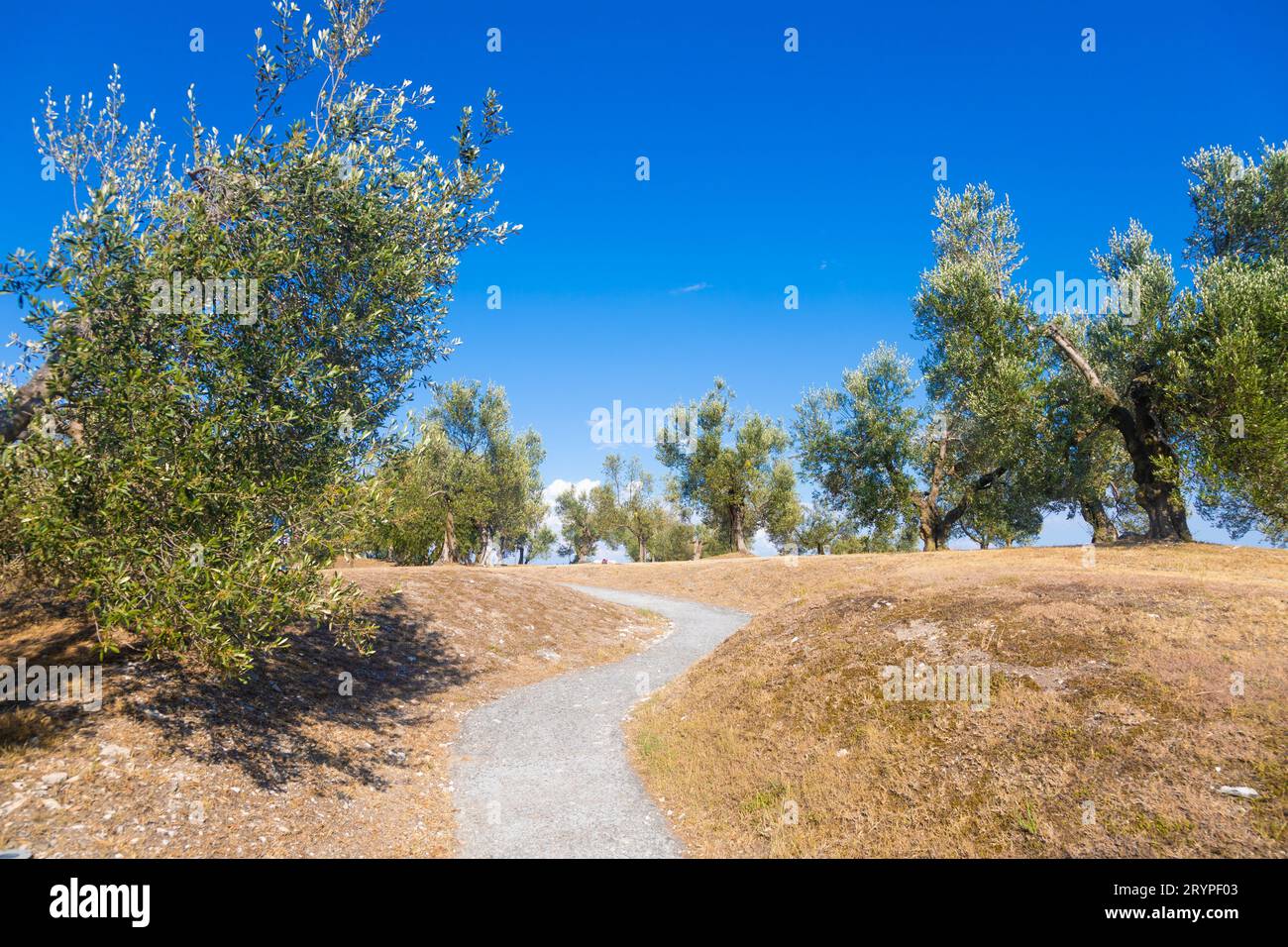 Olive tree cultivation in Italy. Organic outdoor plantation in rural ...