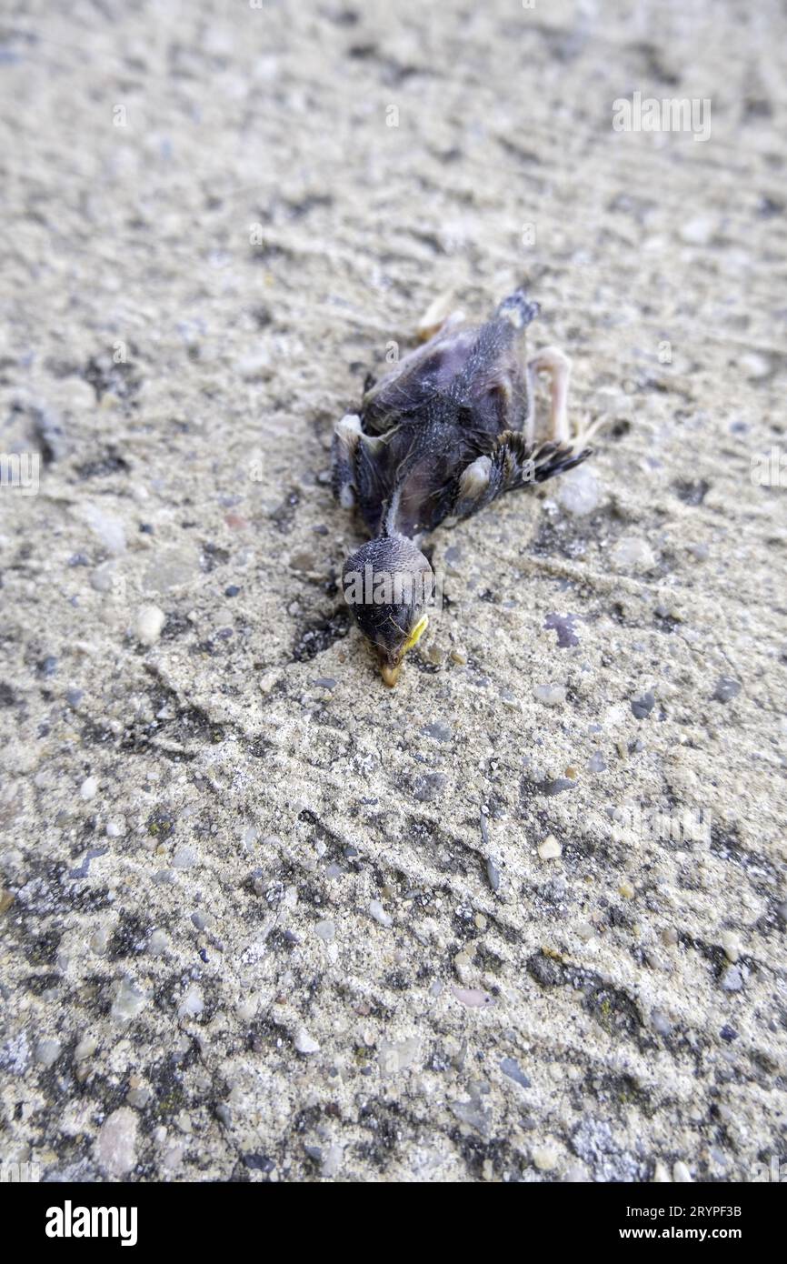 Detail of small dead bird on the ground, wildlife Stock Photo - Alamy