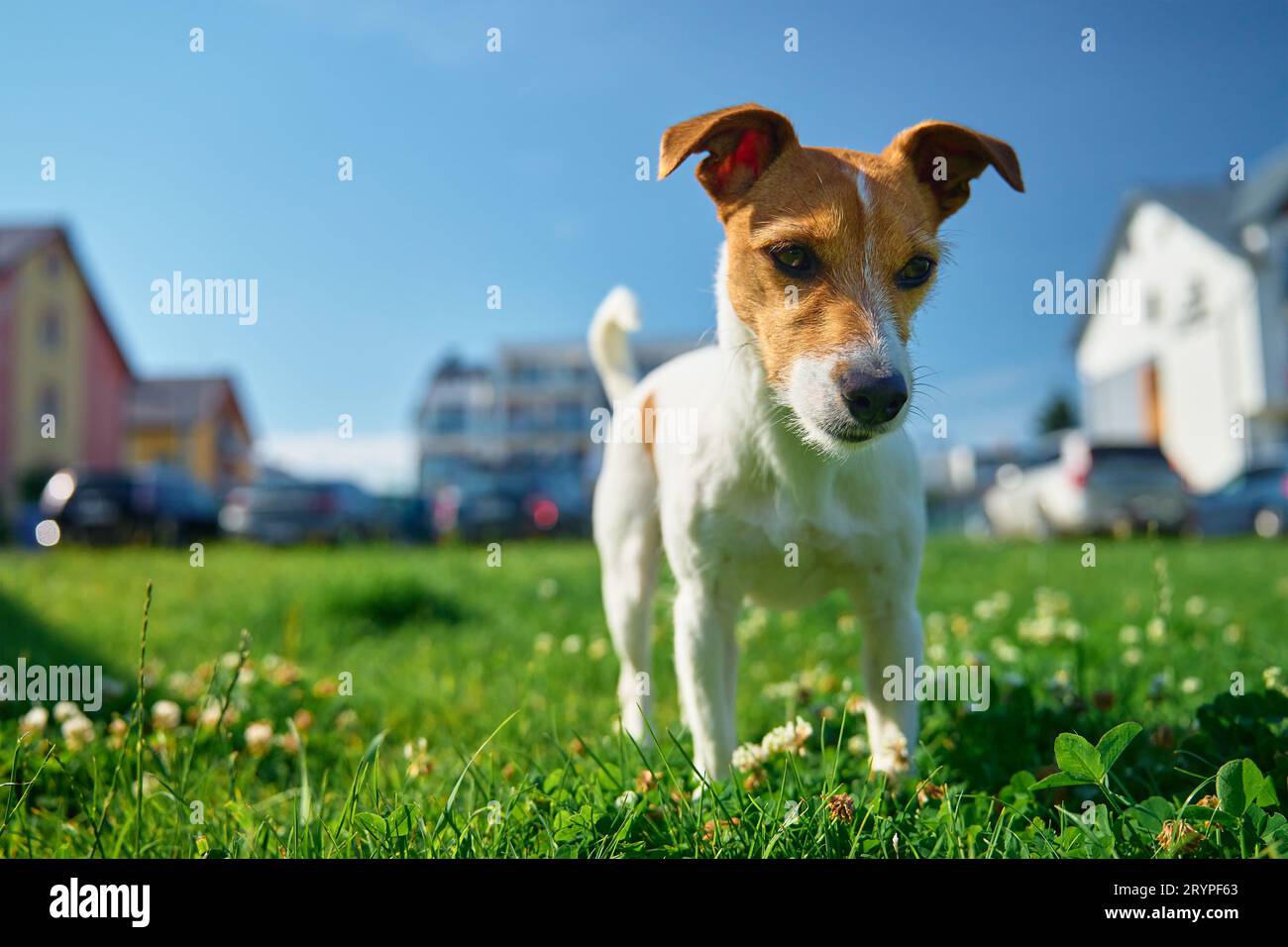 Cute small dog on lawn with green grass near living house at summer day ...