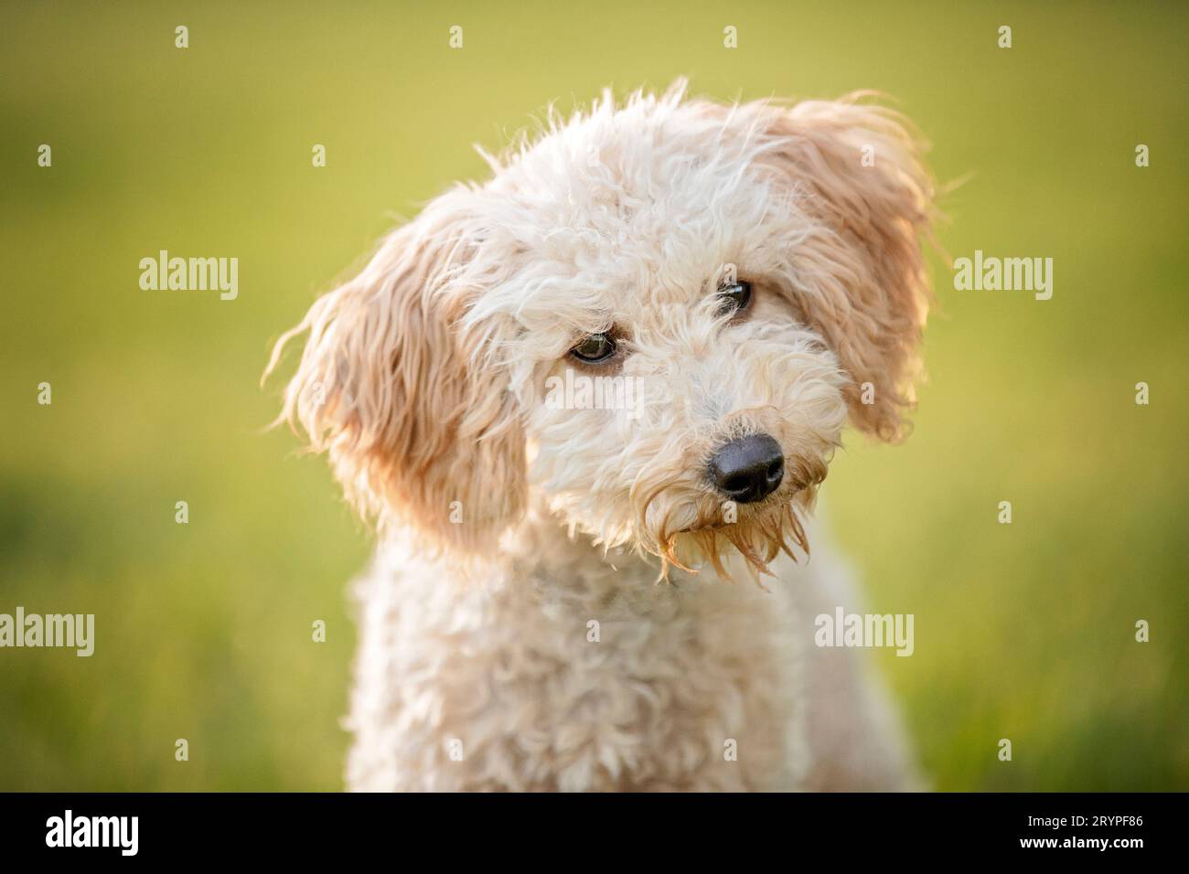 Miniature Poodle. Portrait of adult she-dog. Germany Stock Photo - Alamy