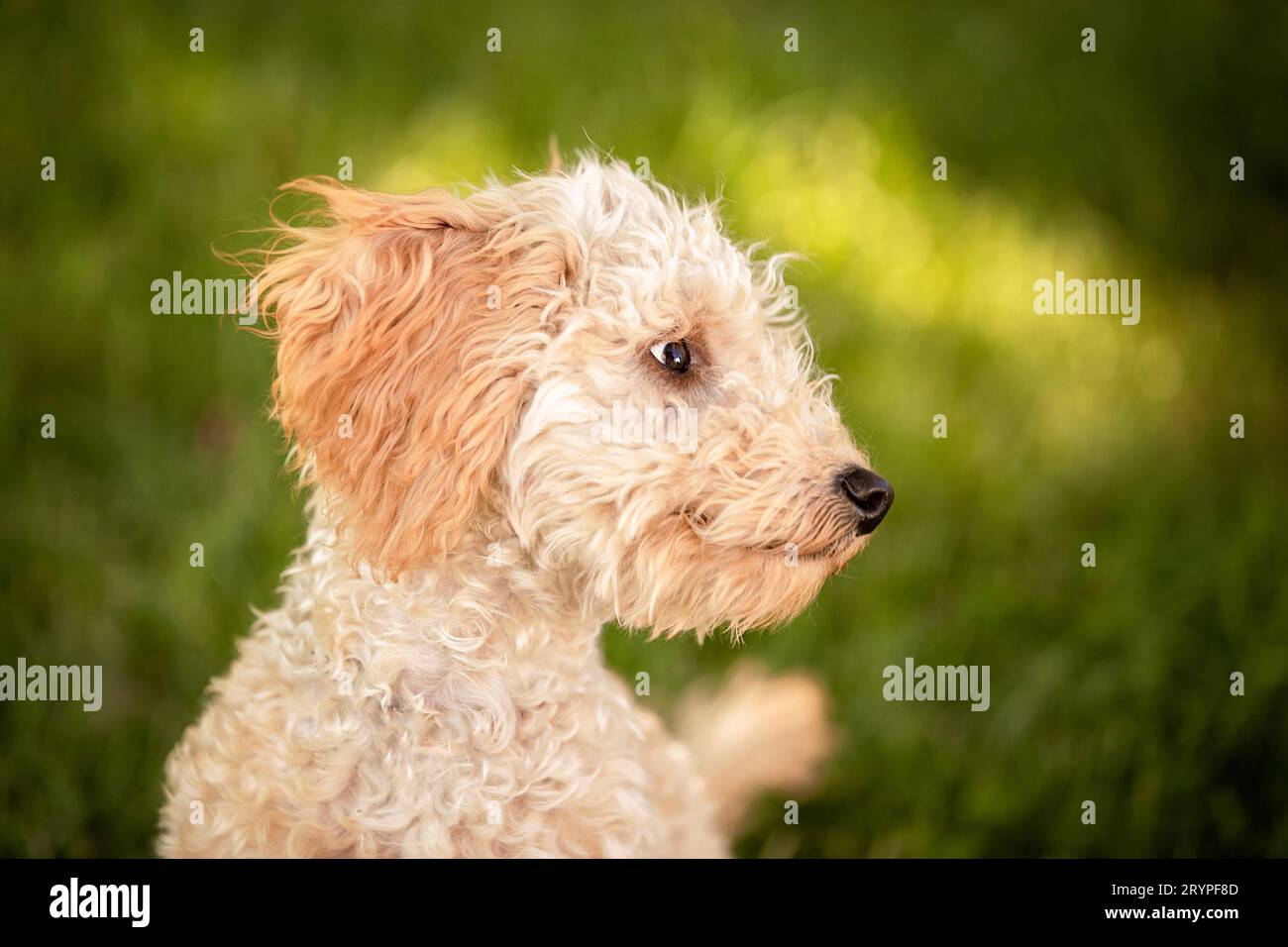 Miniature Poodle. Portrait of adult she-dog. Germany Stock Photo - Alamy