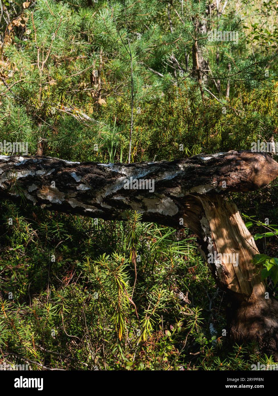 broken birch tree in forest Stock Photo - Alamy