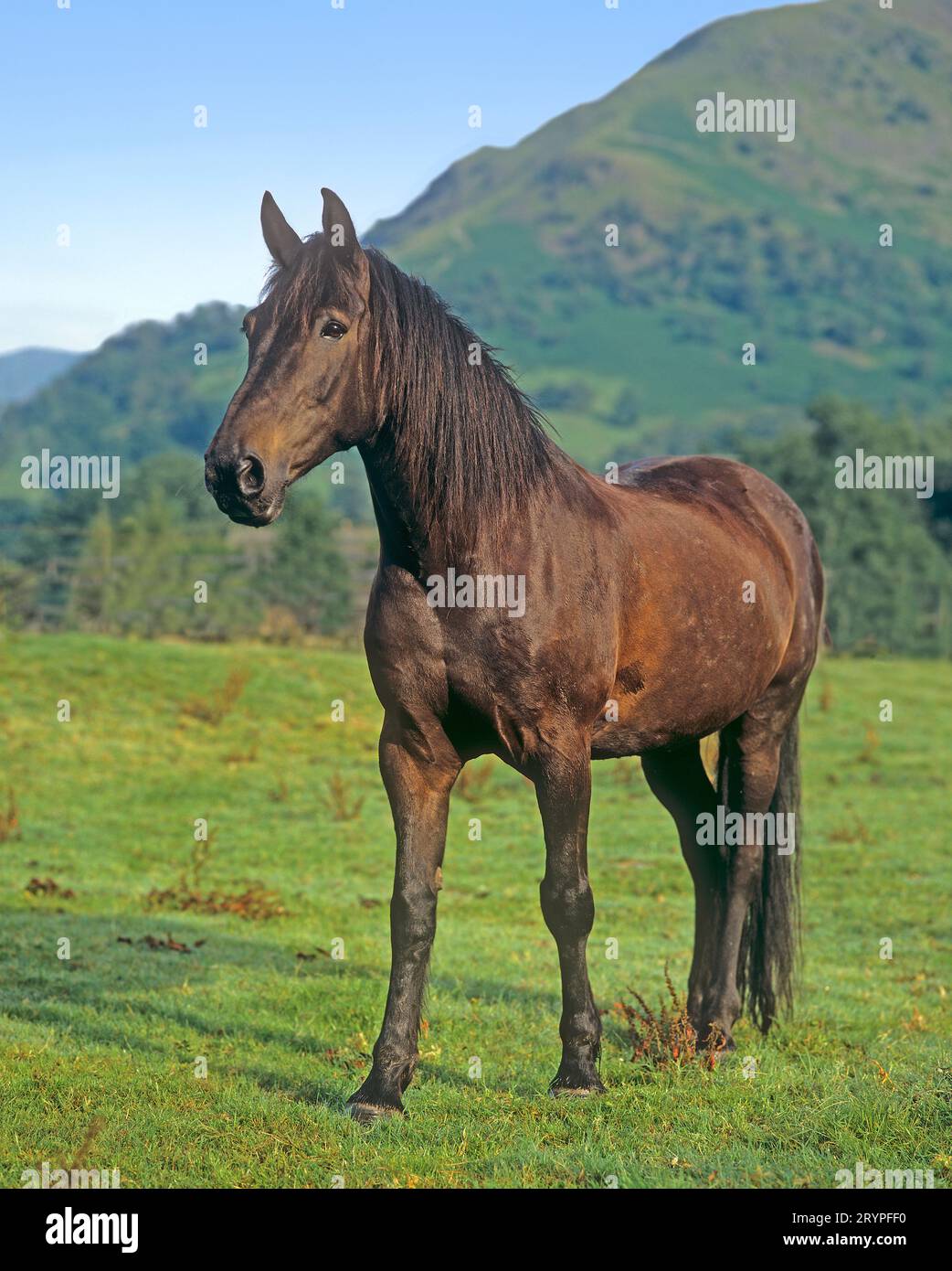 Dales Pony. Bay horse standing on a pasture. Great Britain Stock Photo ...