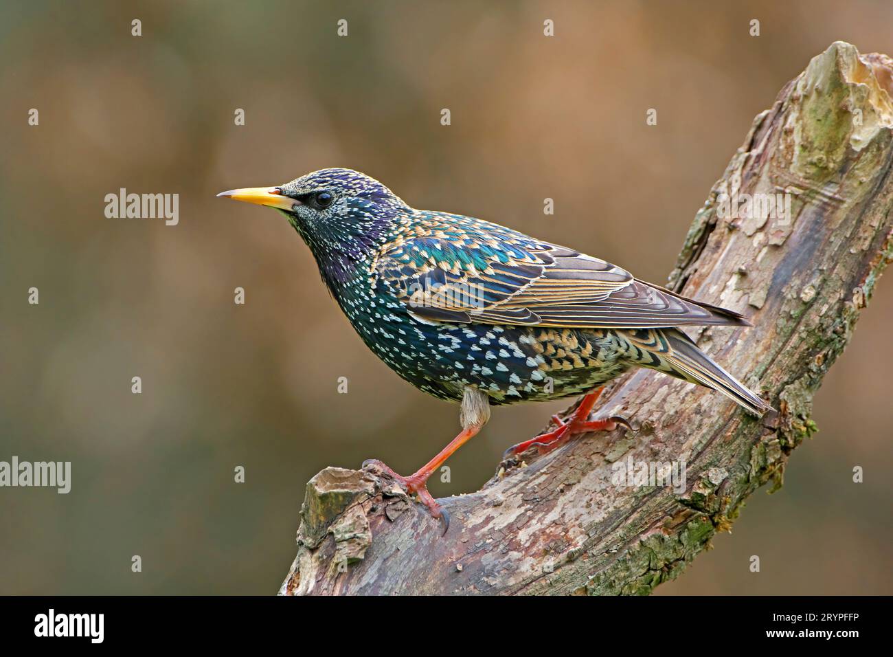 European Starling (Sturnus vulgaris). Adult in breeding plumage ...